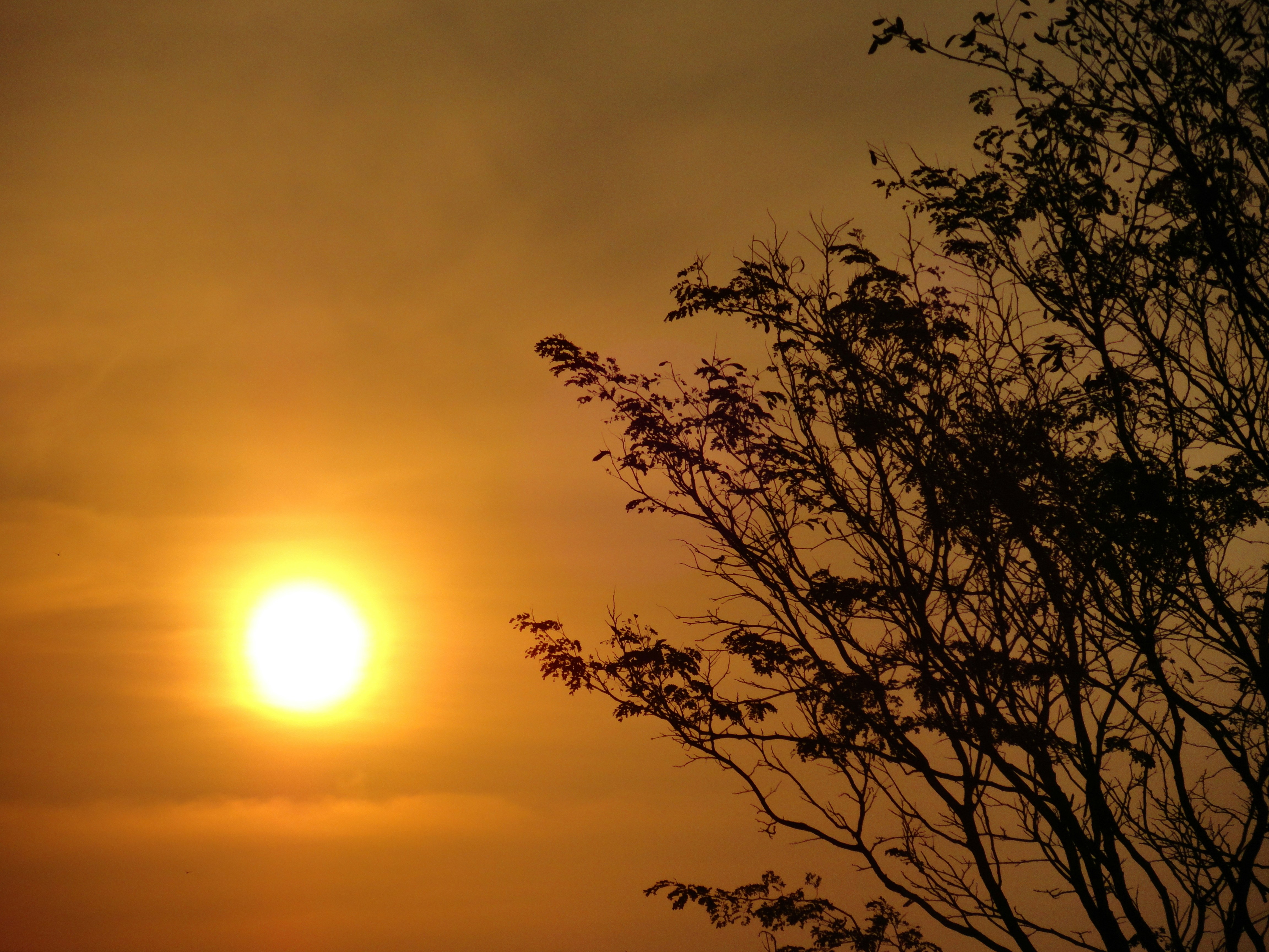 Silhouetted tree branches against a vibrant sunset sky.