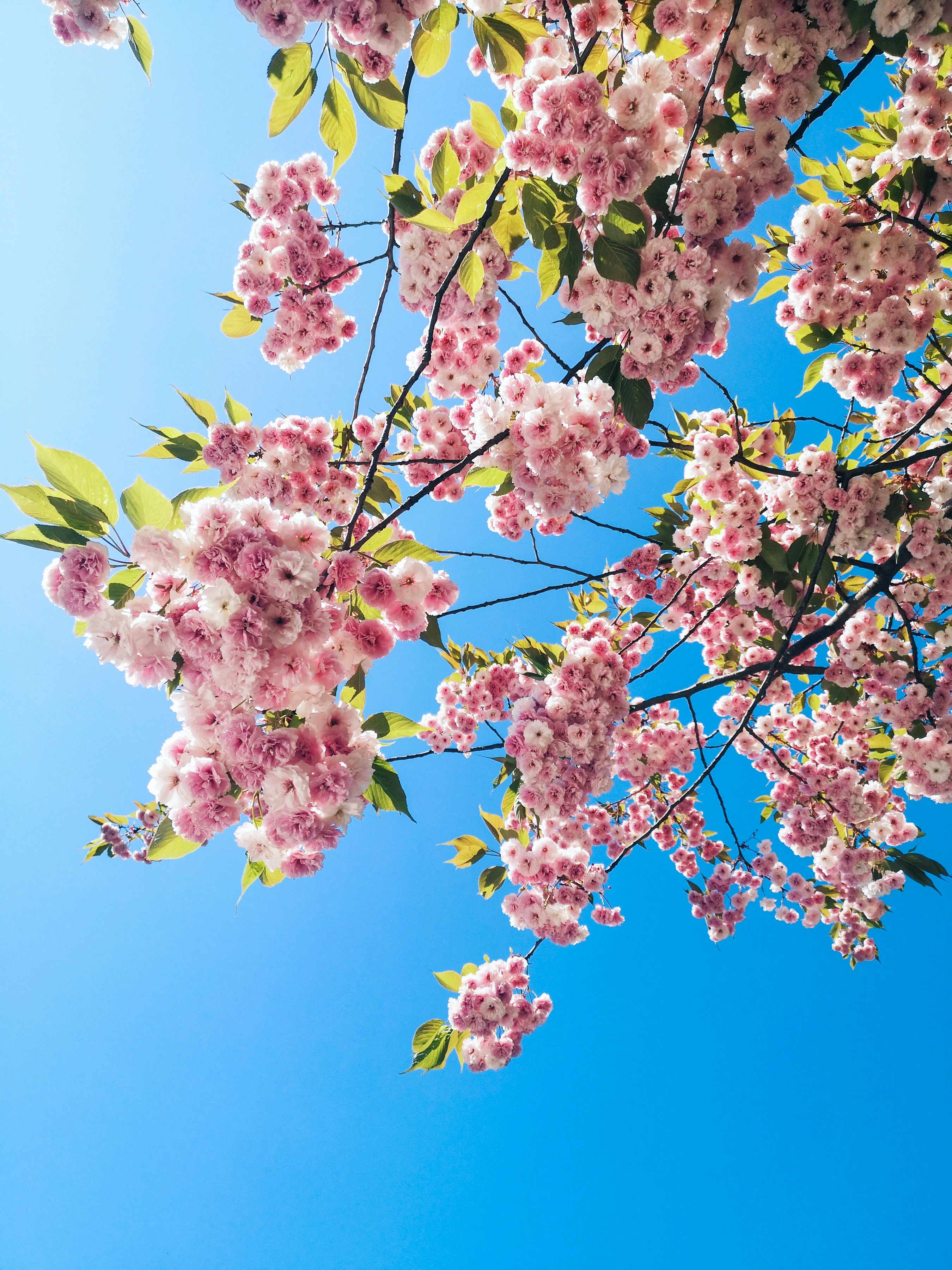 Spring Blossom Pictures | Download Free Images on Unsplash