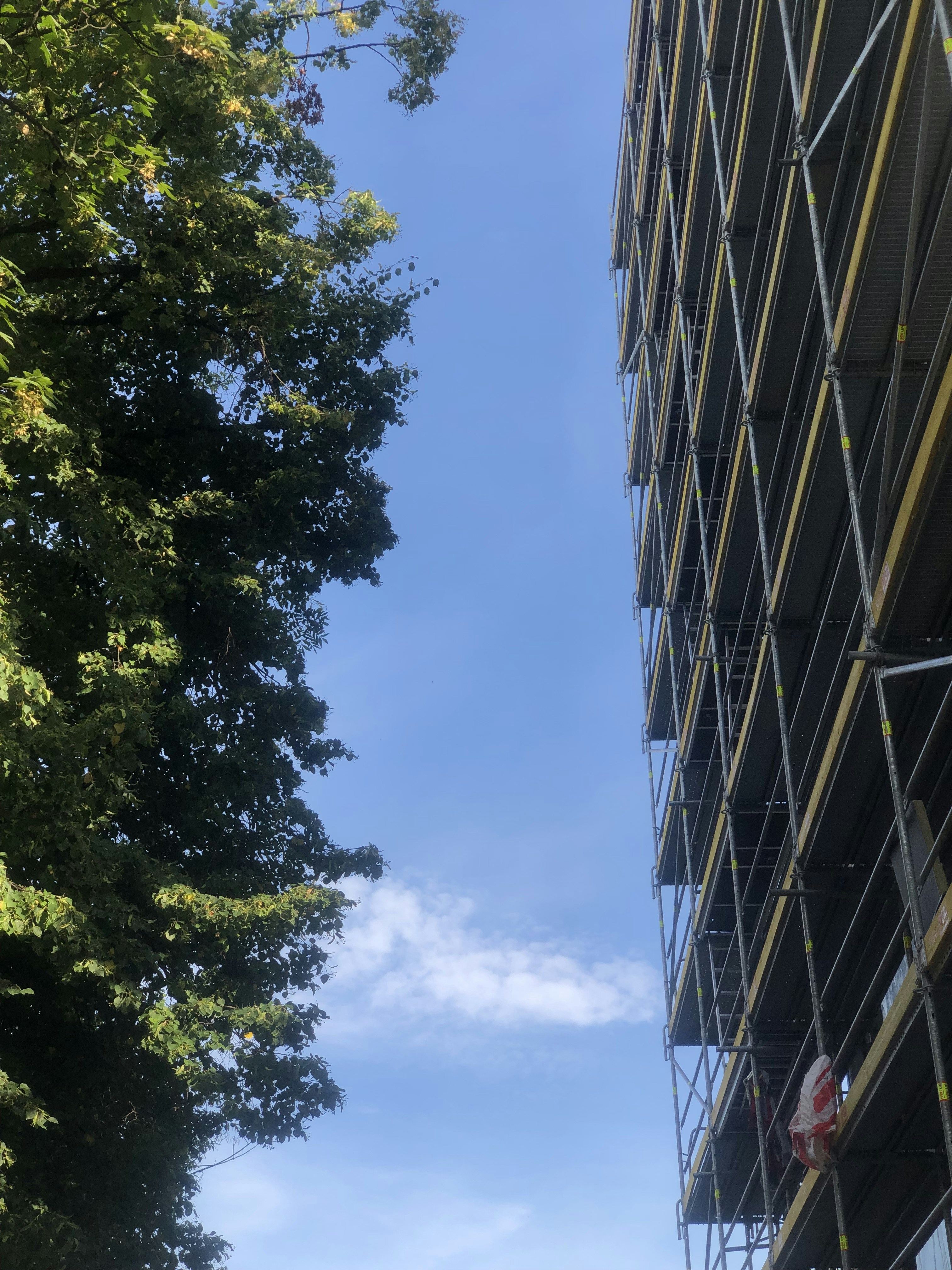 A vibrant tree contrasts with a modern building under construction, showcasing the blend of nature and urban development against a clear blue sky.