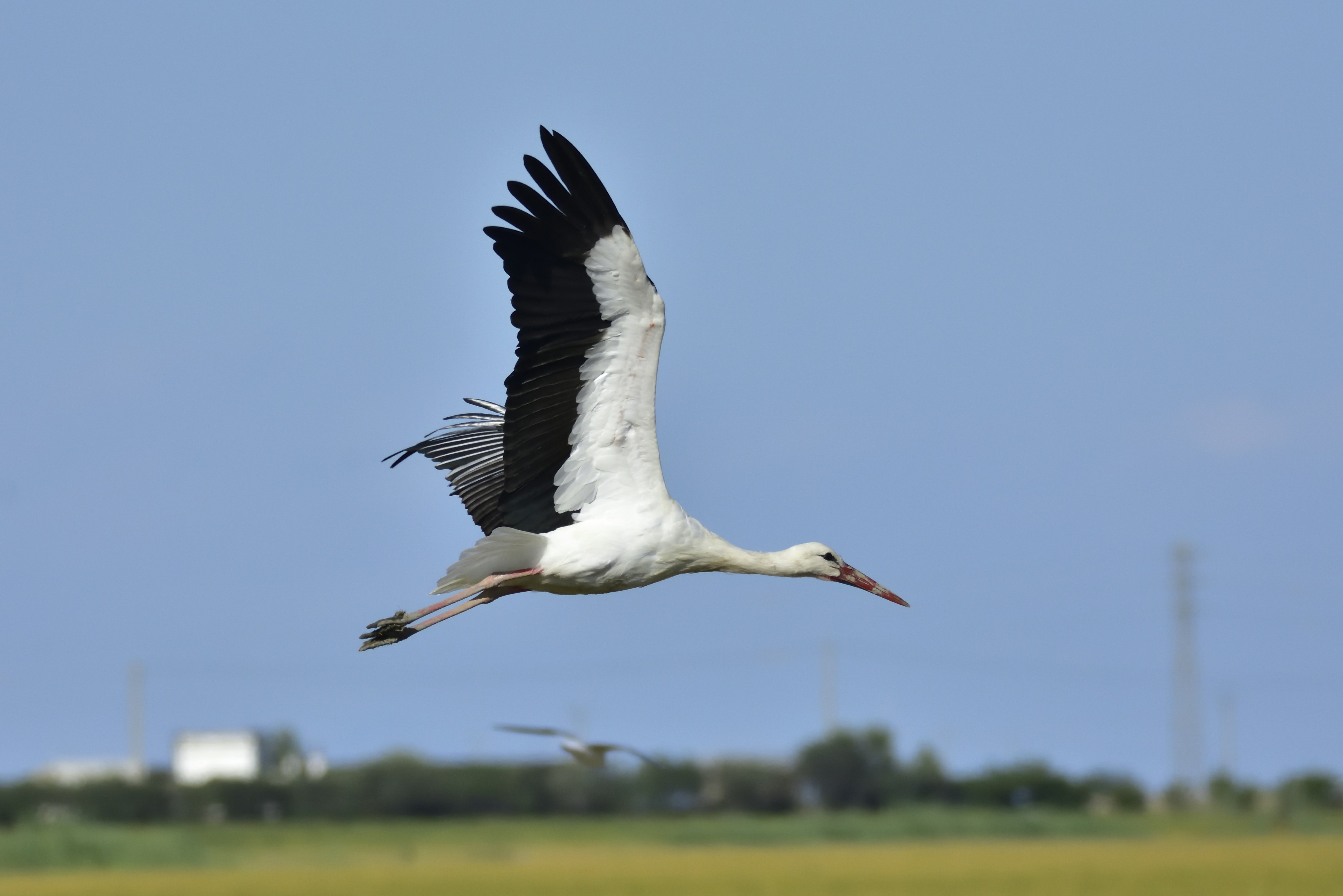 A white stork gliding gracefully against a clear blue sky, showcasing its expansive wingspan. The serene landscape below adds depth to the scene.