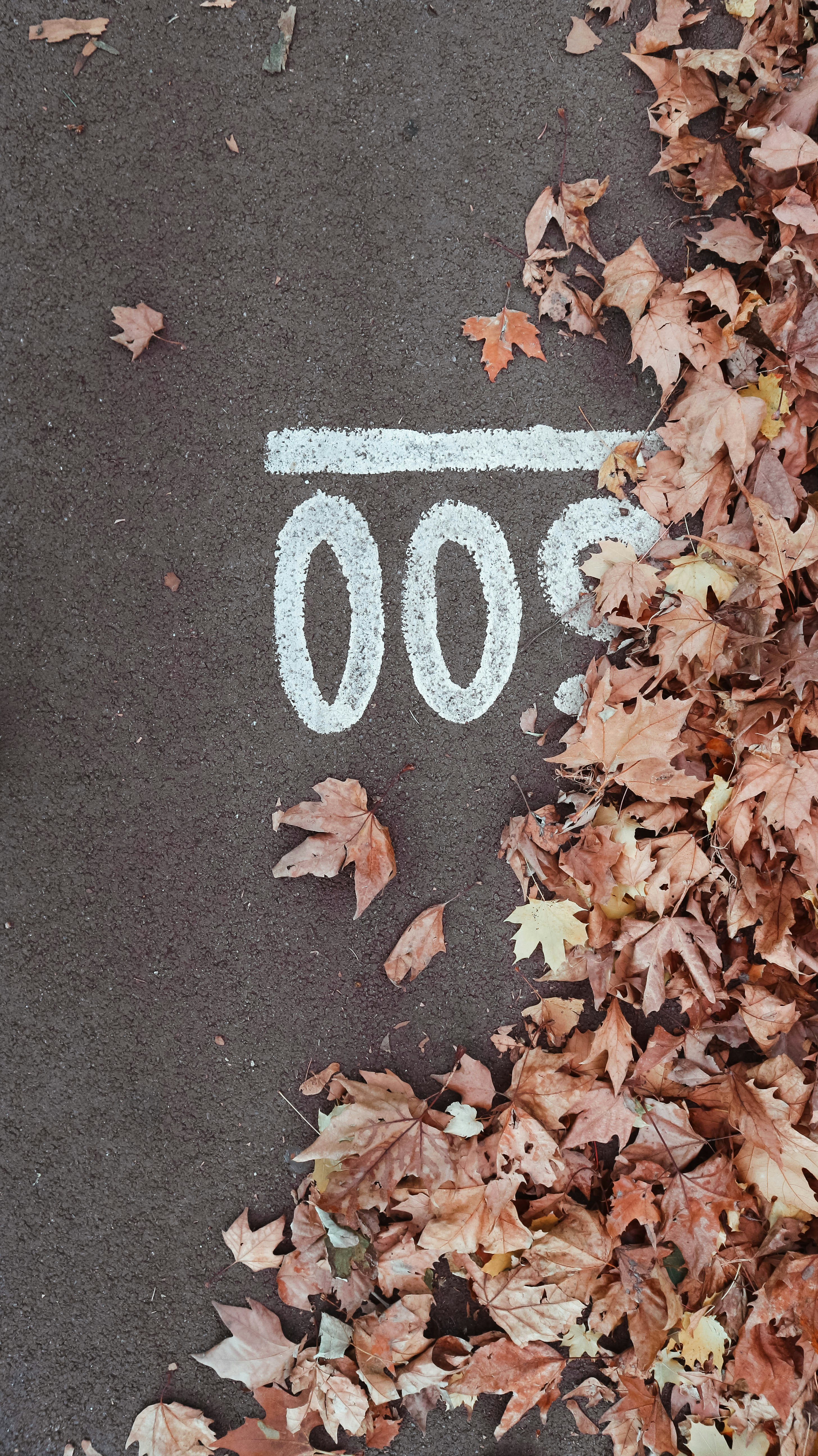 Autumn leaves cluster along the edge of a pavement with a white painted parking mark partially visible, conveying seasonal transition and texture.