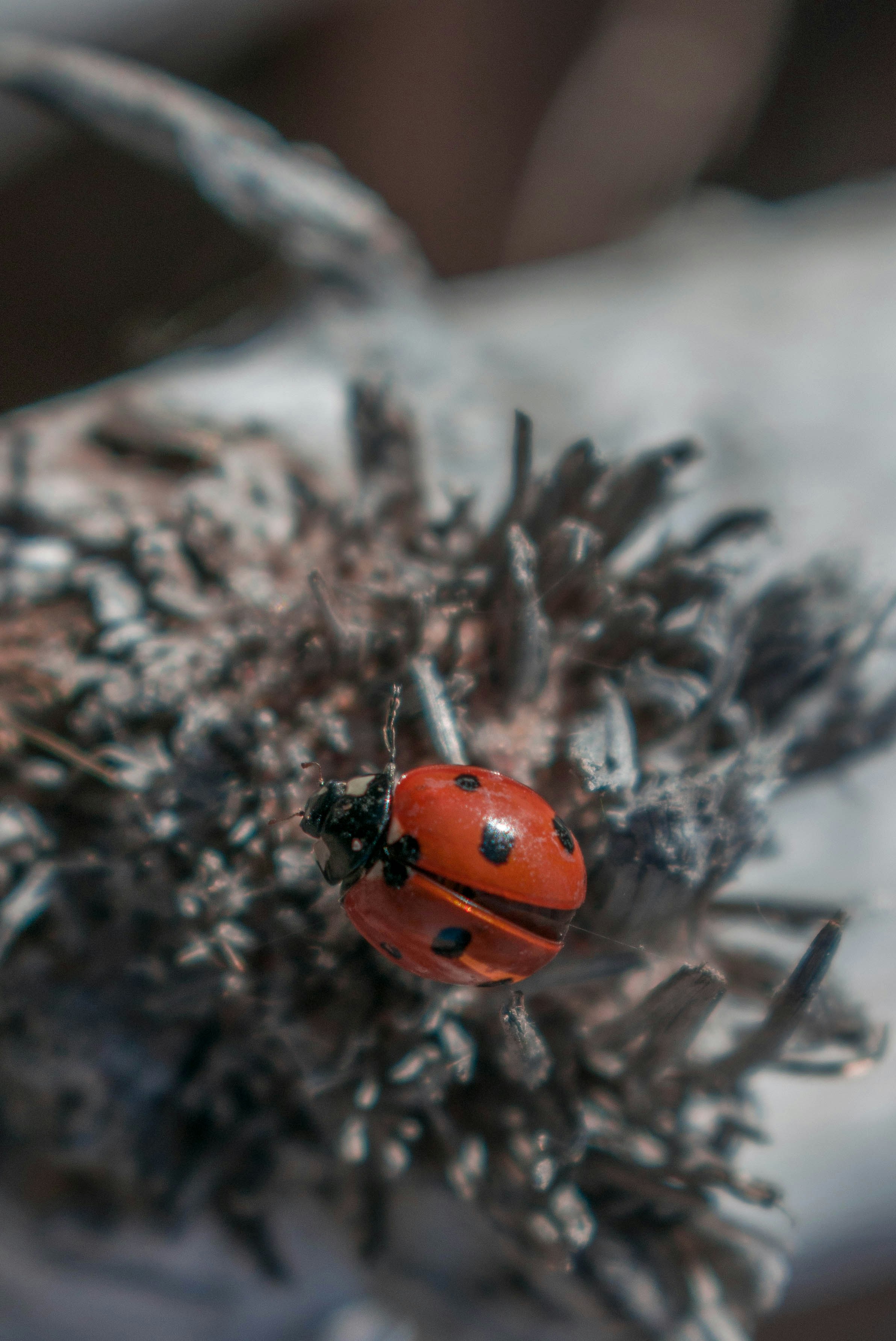 Orange ladybug photo – Free Insect Image on Unsplash