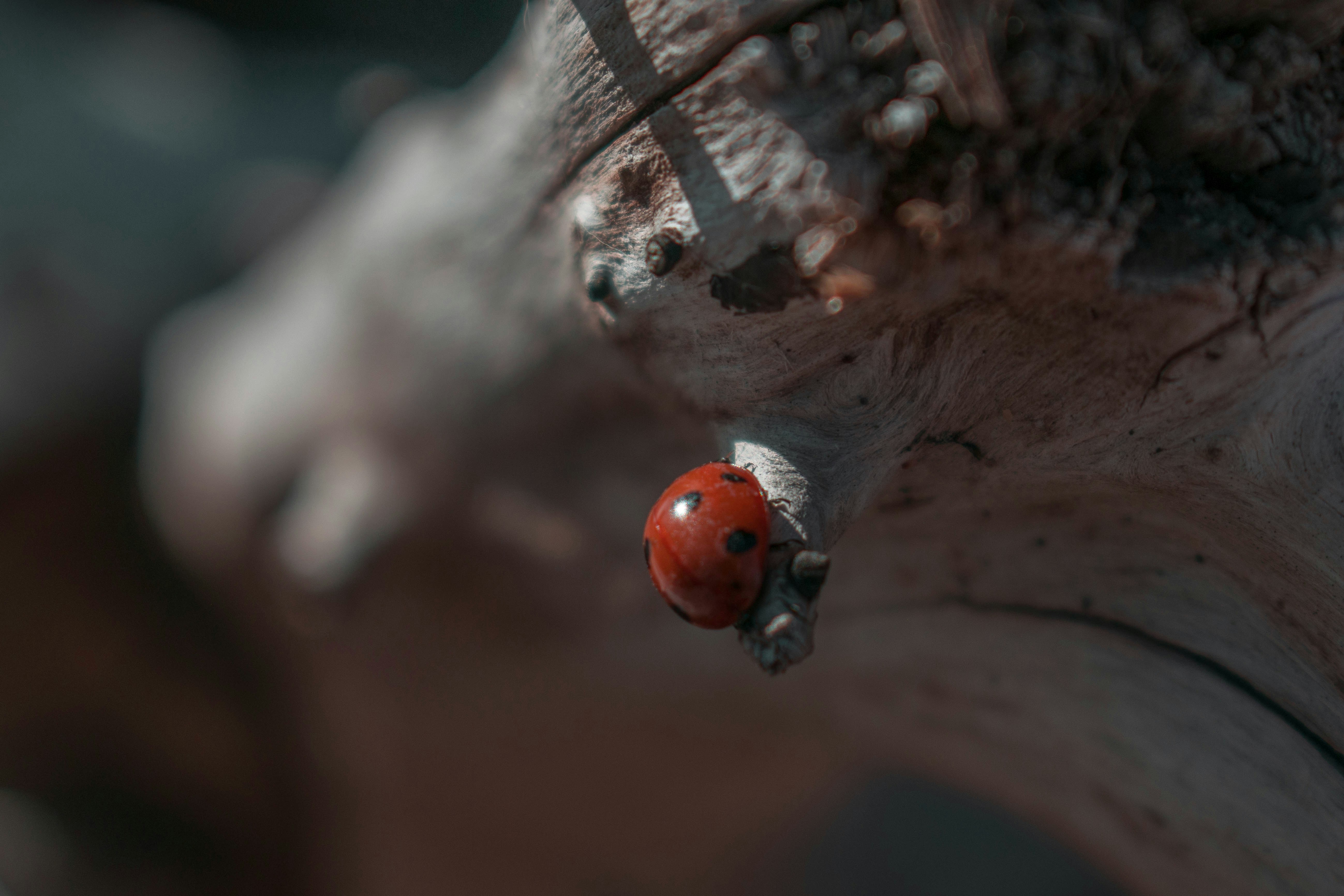 Crimson Ladybug on Weathered Bark: A Macro Moment