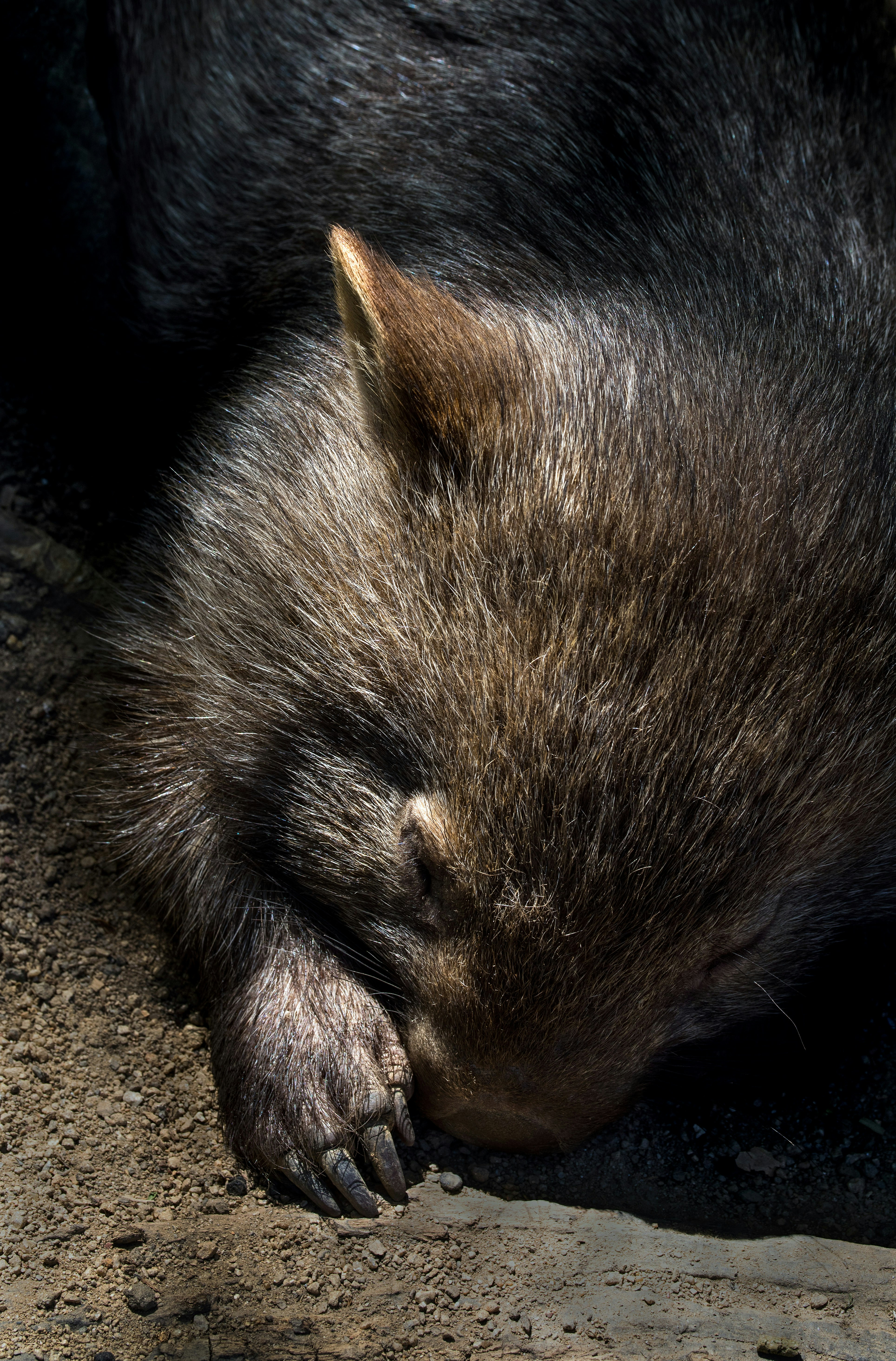 Wombat Pictures | Download Free Images on Unsplash