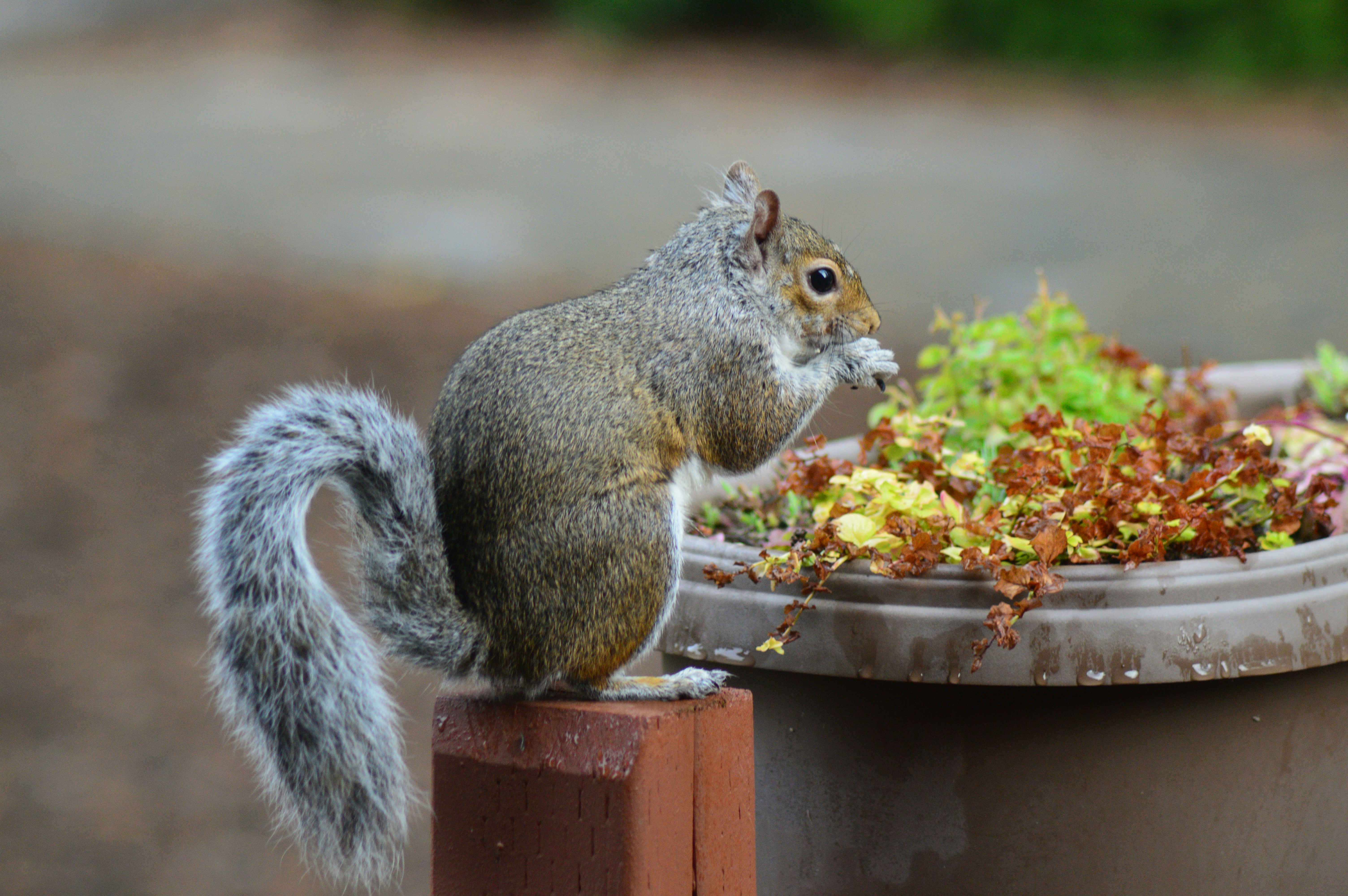 Skeptic Squirrel at the Edge of a Planting Basin