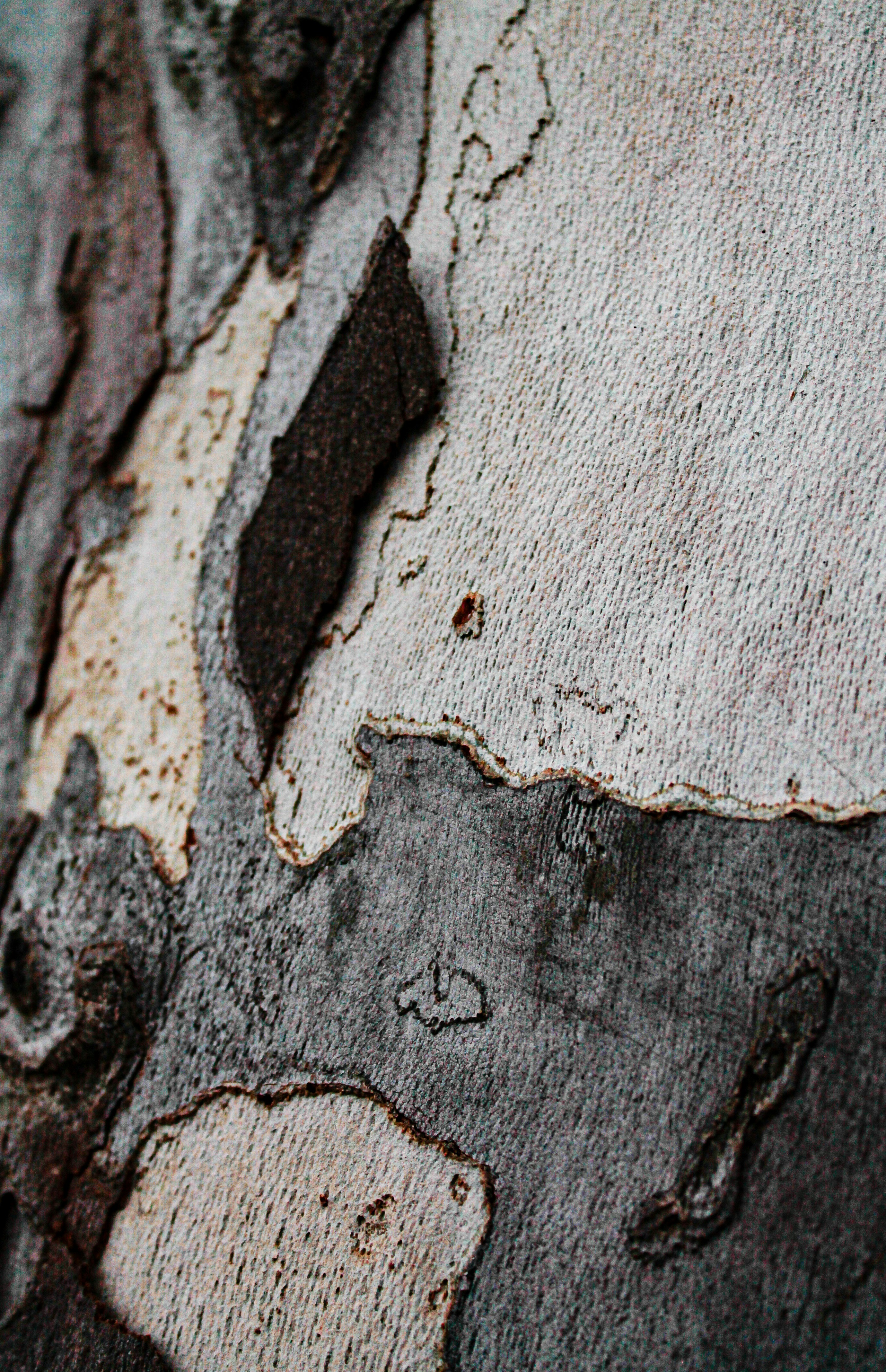 Gray and black tree trunk photo – Free Grey Image on Unsplash