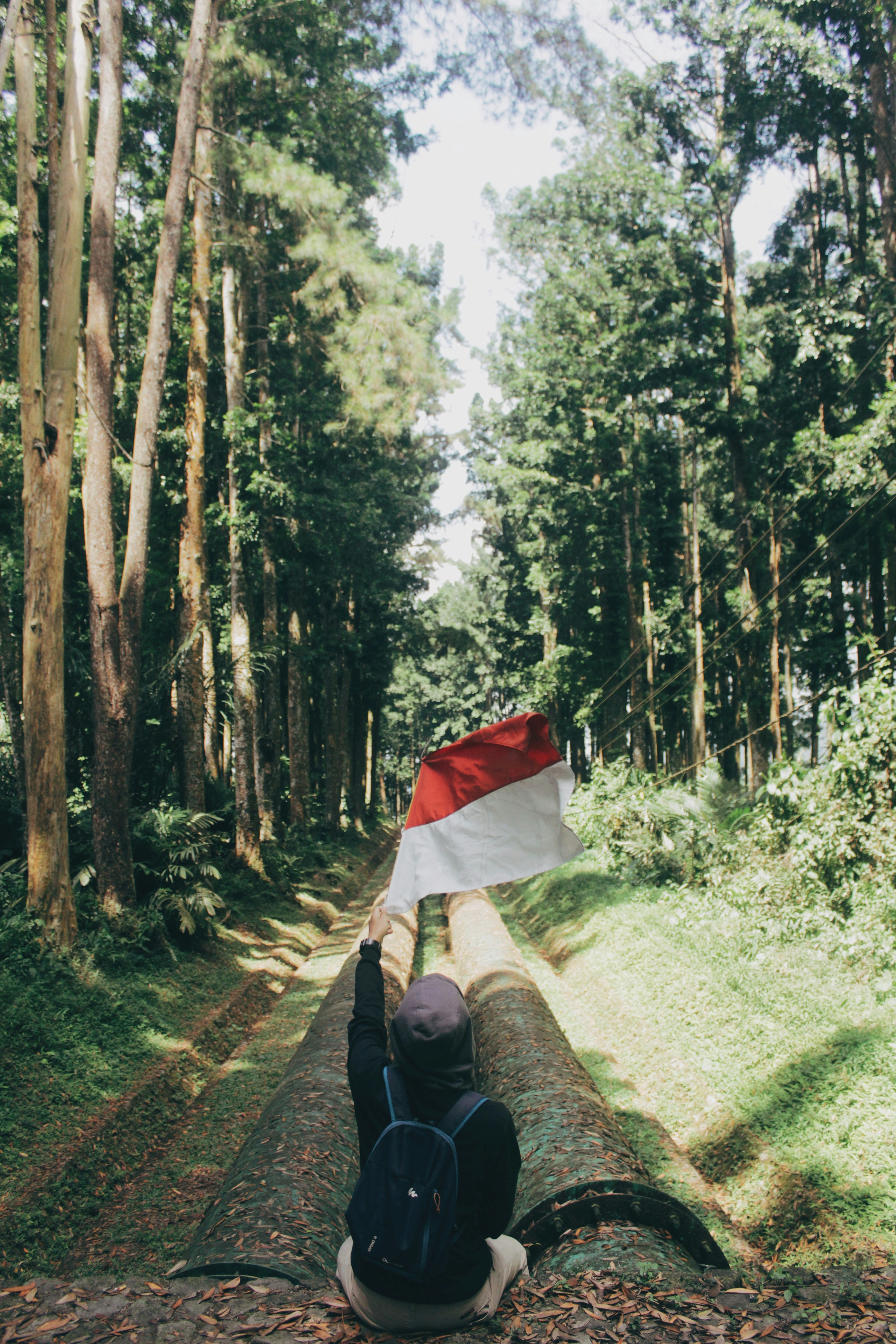 Individual proudly holding the Indonesian flag while seated on a log path in a lush forest. Sunlight filters through the trees, creating a serene atmosphere.