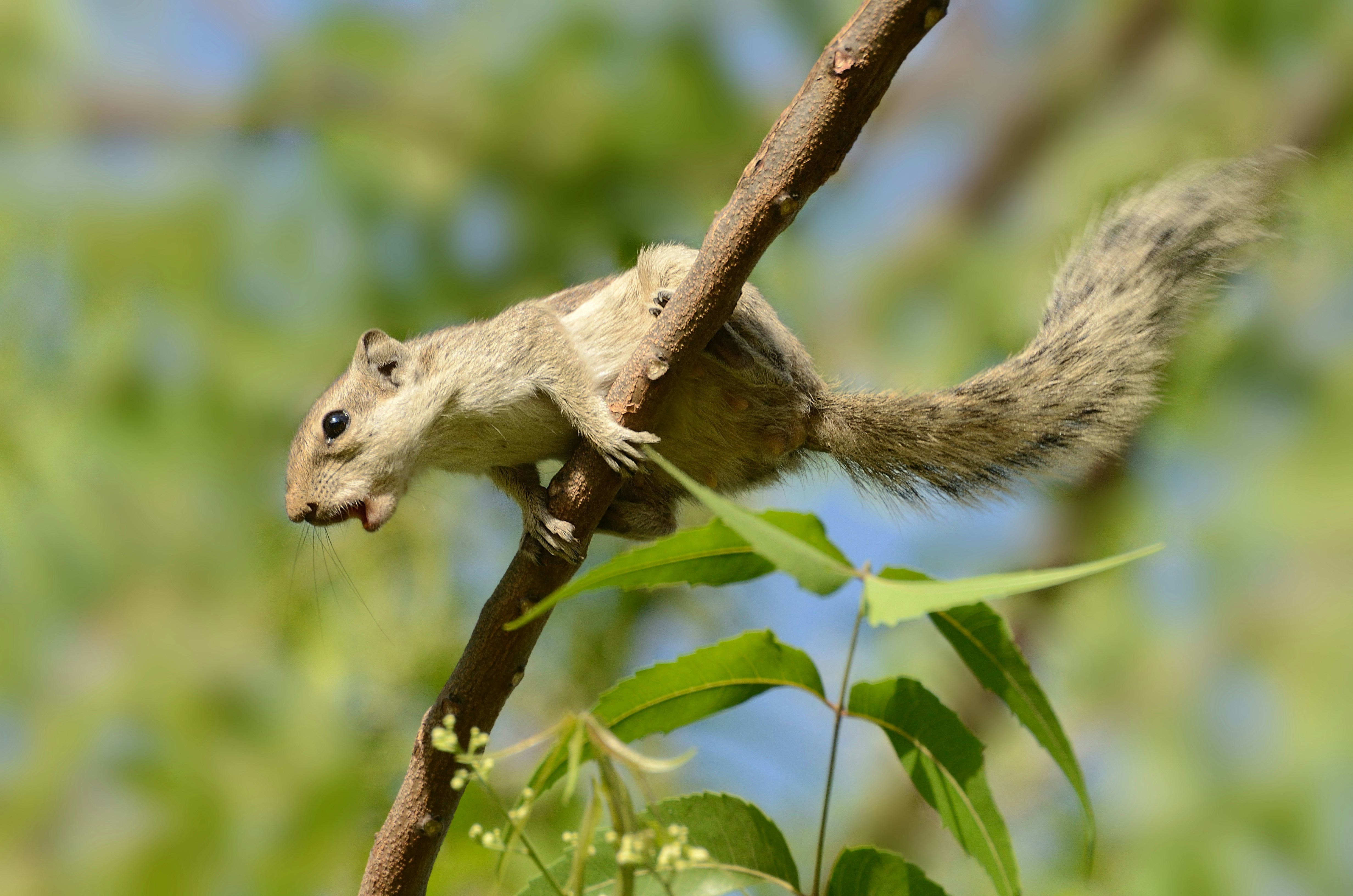 Squirrel on a Branch: a fleeting moment among sunlit leaves