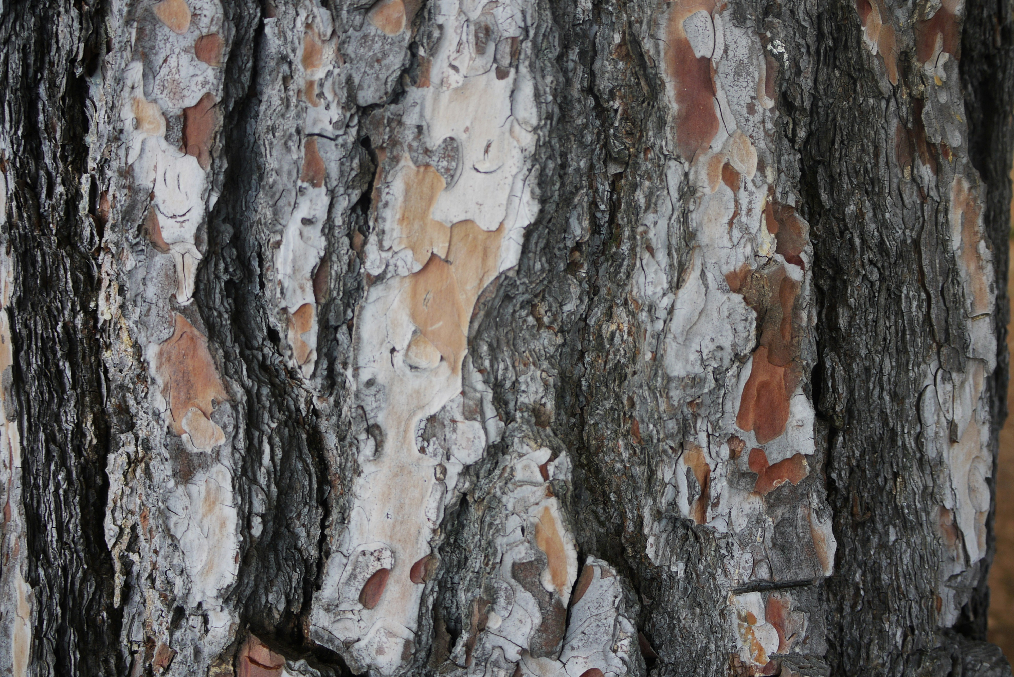 Gray tree bark macro photography photo – Free Grey Image on Unsplash