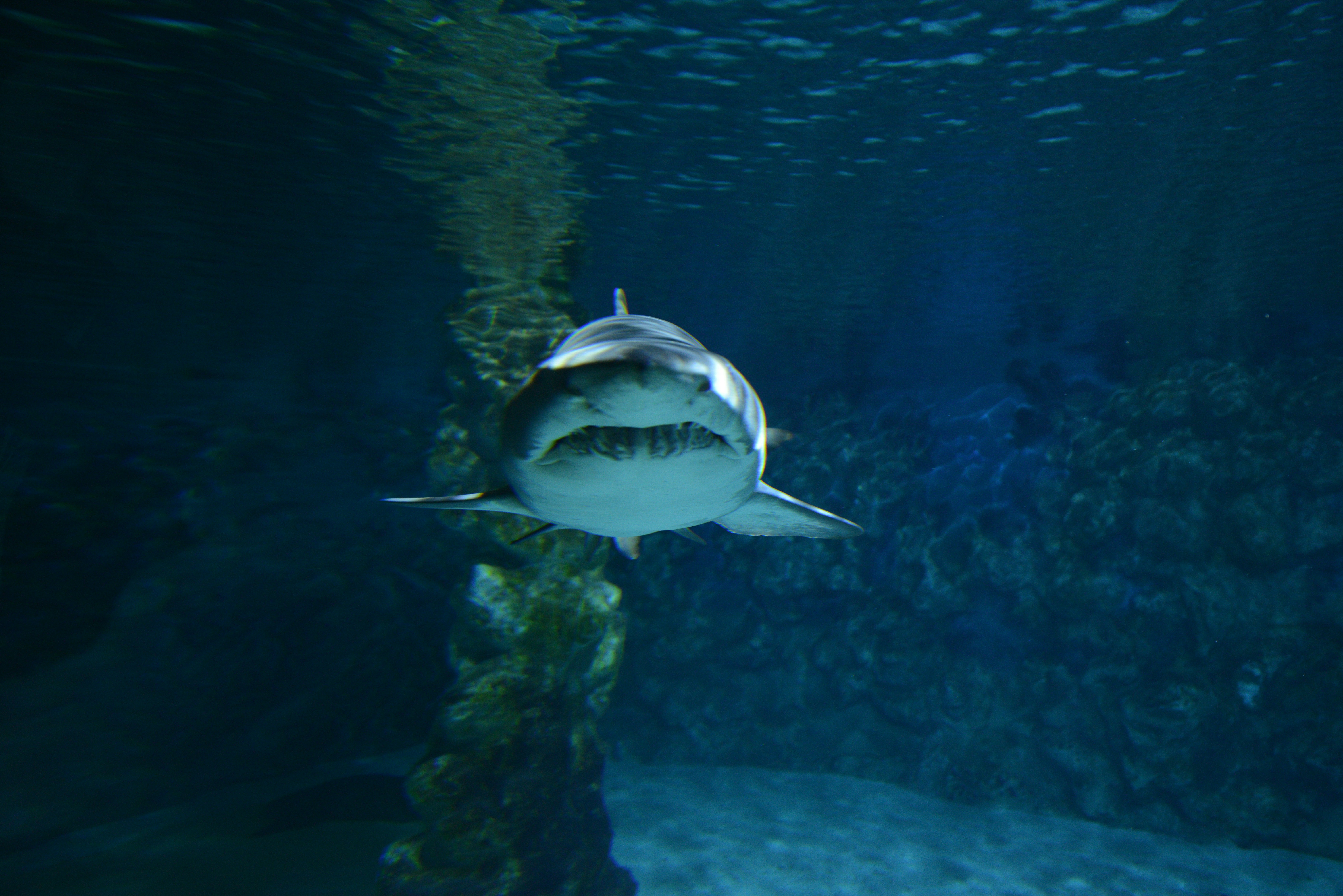 A shark gliding gracefully through an underwater environment, showcasing its sleek form and powerful presence.