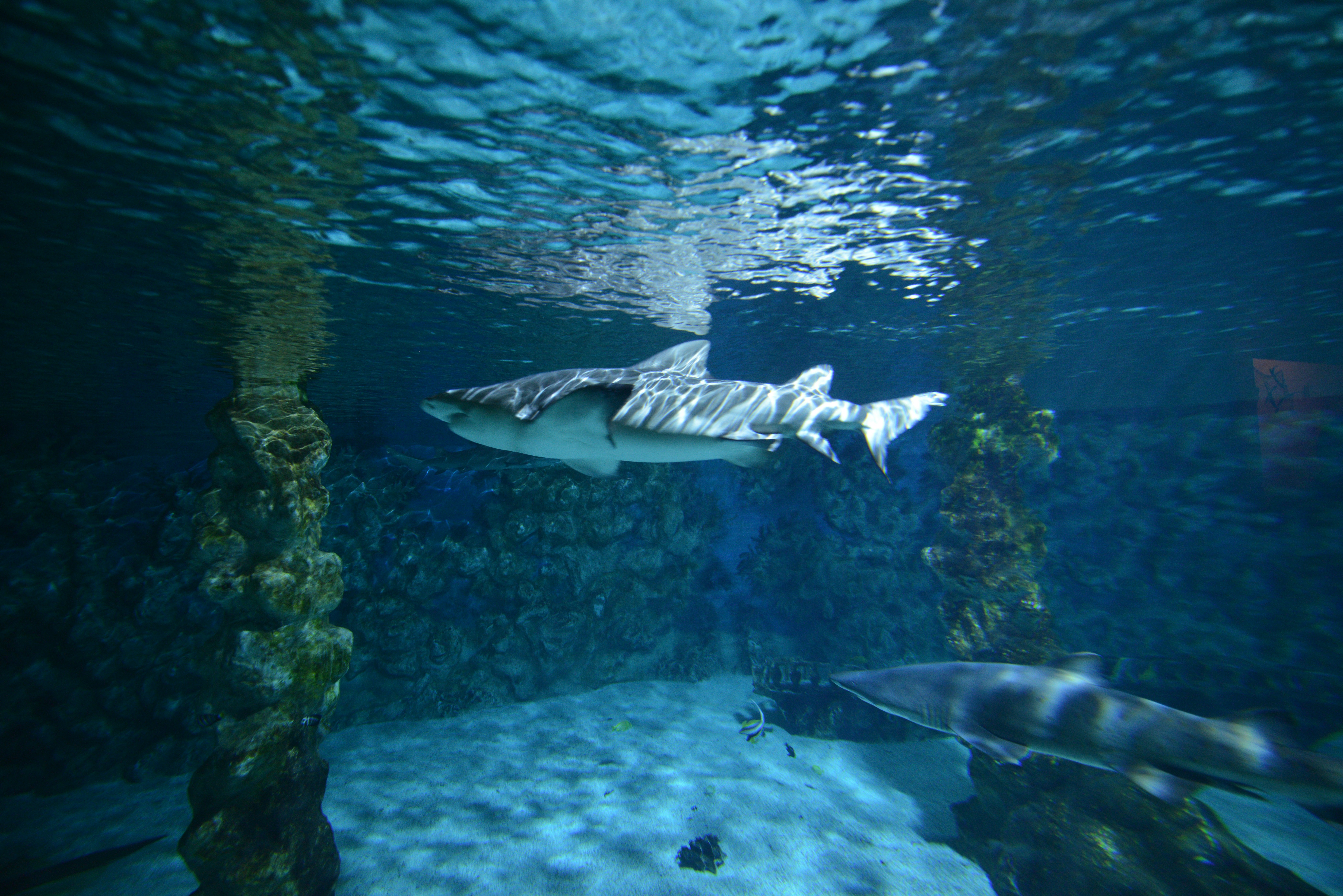 Two gray sharks underwater photo – Free Sea Image on Unsplash
