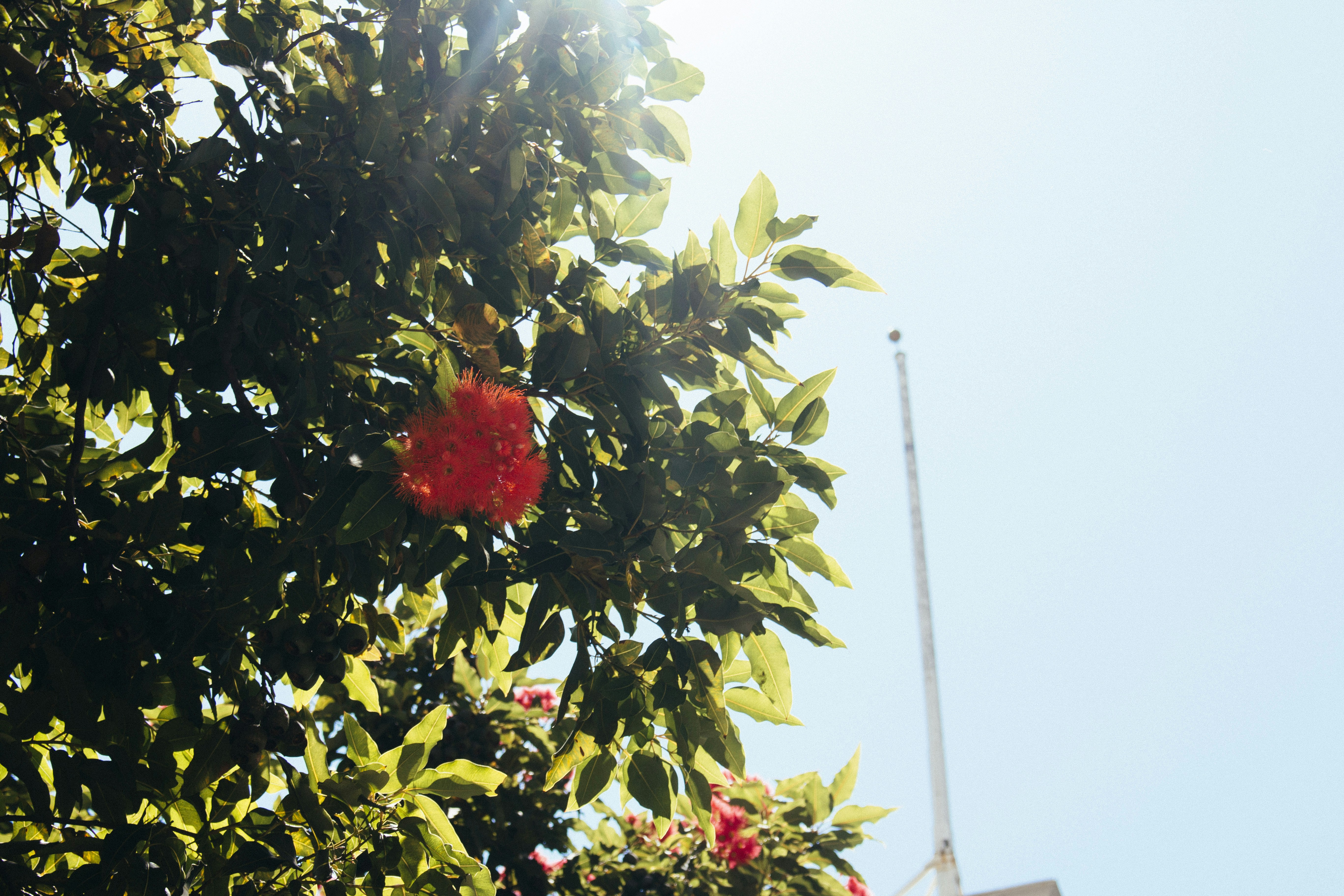 Blooming red flowering tree photo – Free San francisco Image on Unsplash