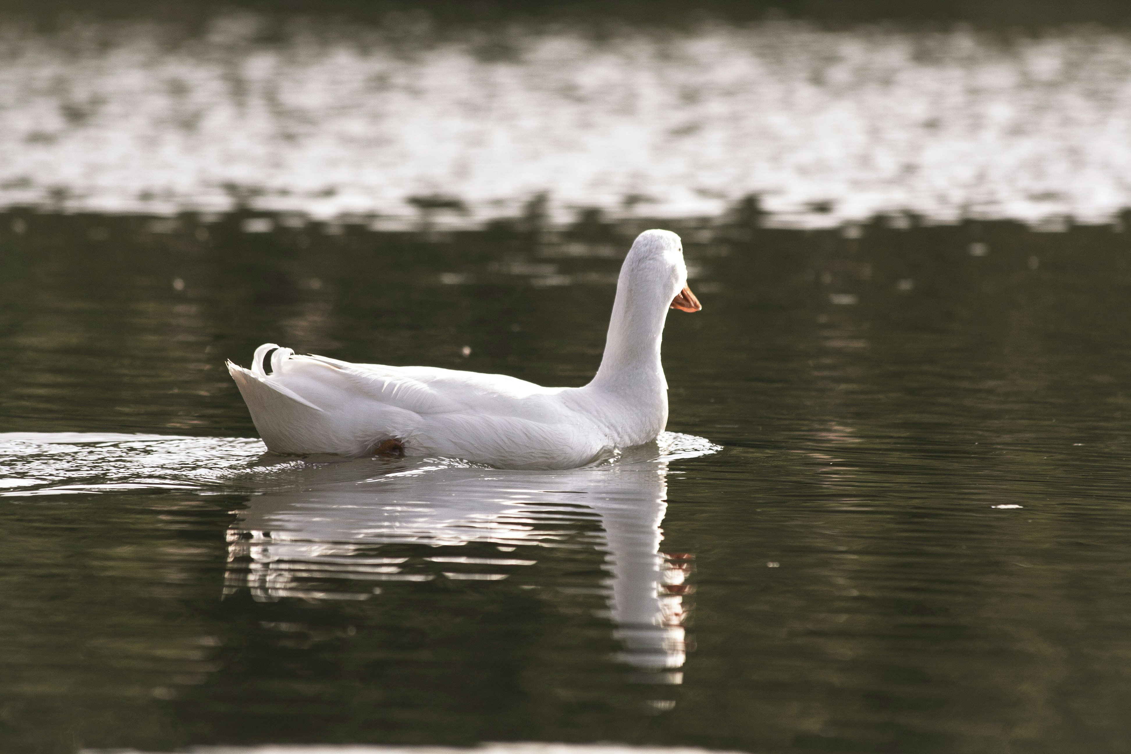 A white duck gracefully gliding across a calm lake, its reflection shimmering on the water's surface.