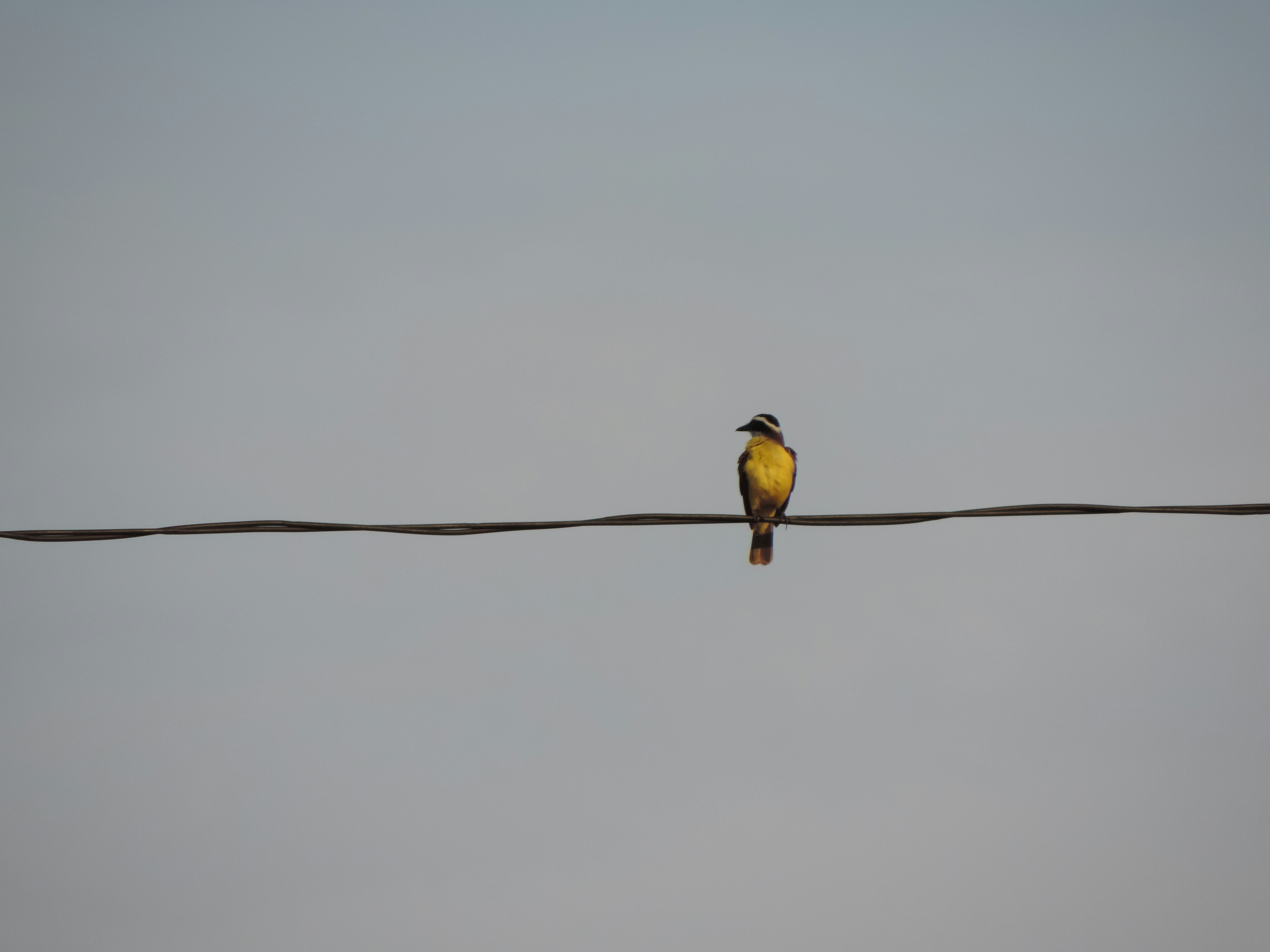 Amber on the Wire: a lone songbird under a quiet blue sky
