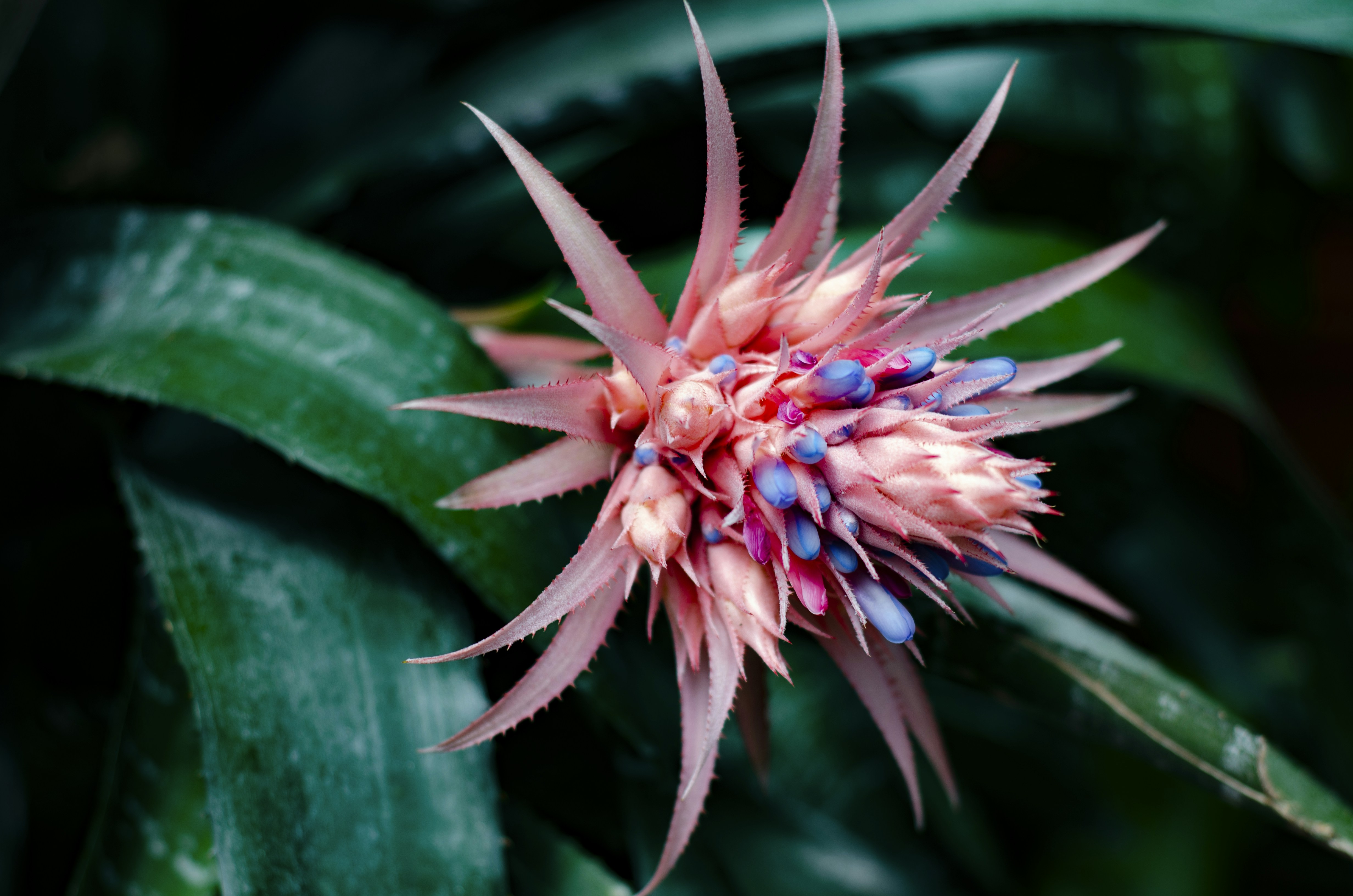 Blush Spike Bloom: a coral bromeliad unfurls among emerald shadows