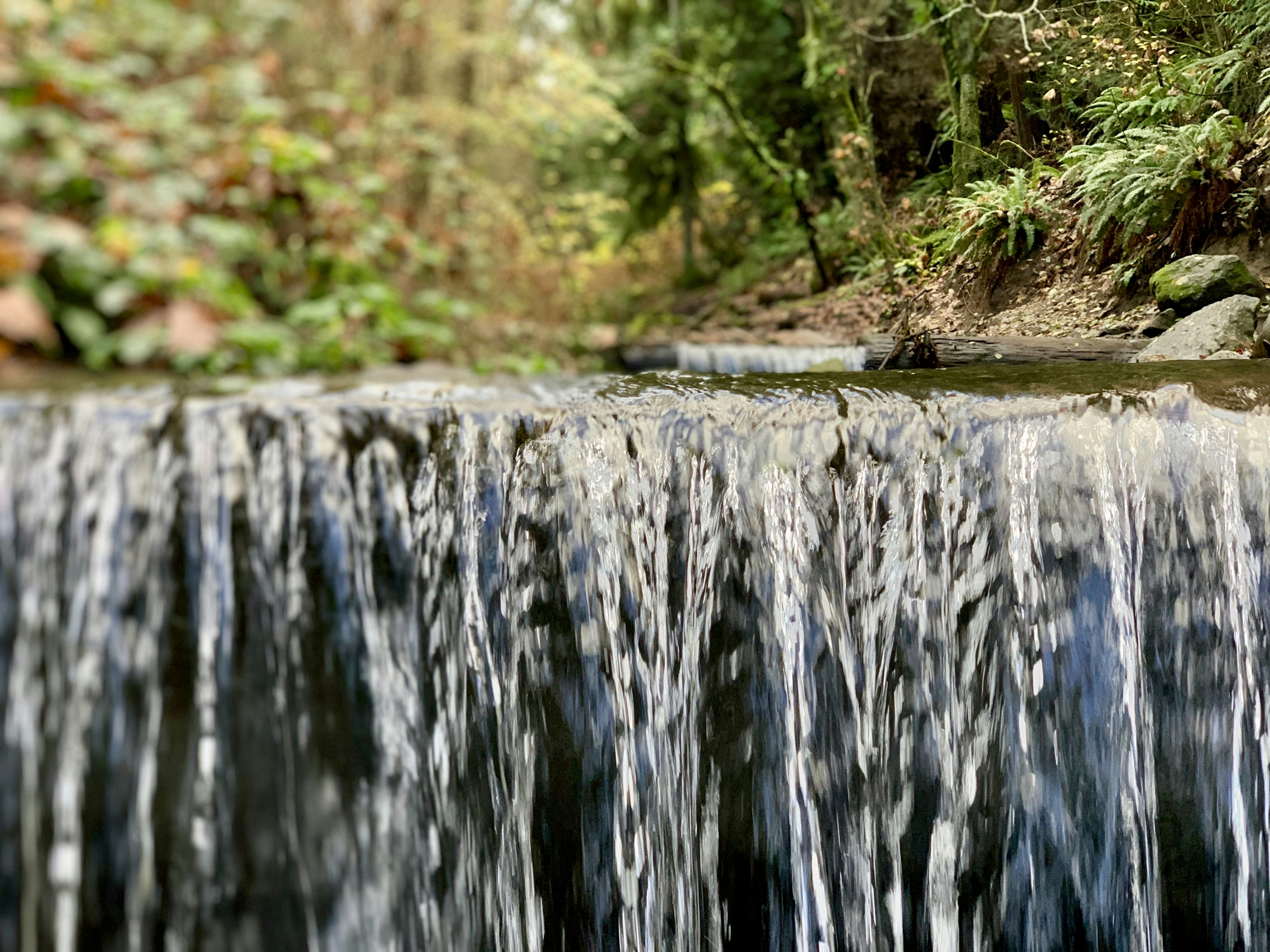 A stream of water running through a lush green forest photo – Free ...