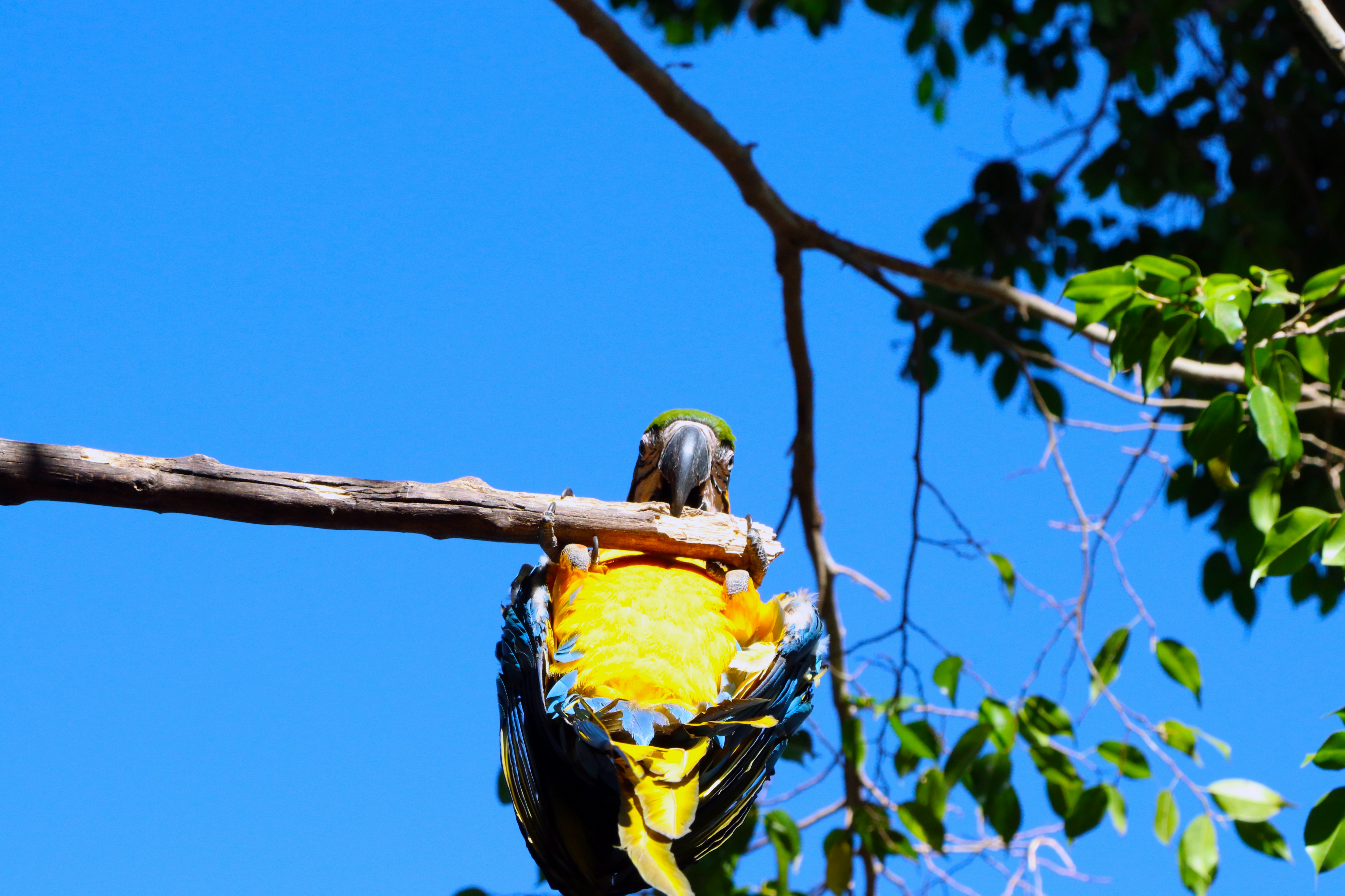 Azure Noon: Blue-and-Yellow Macaw Perched on a Sunlit Branch