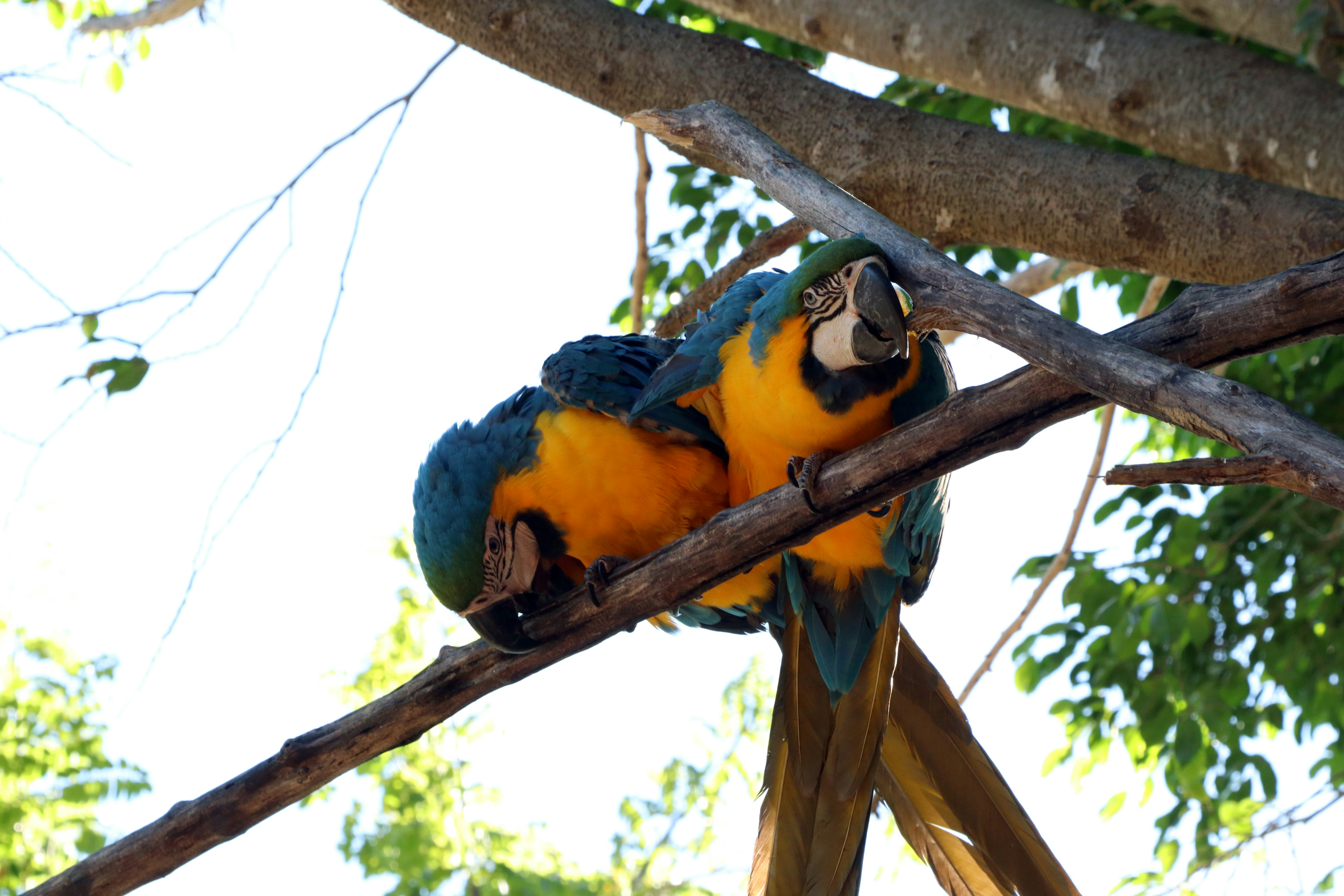 two blue-and-yellow hyacinth birds on tree branch