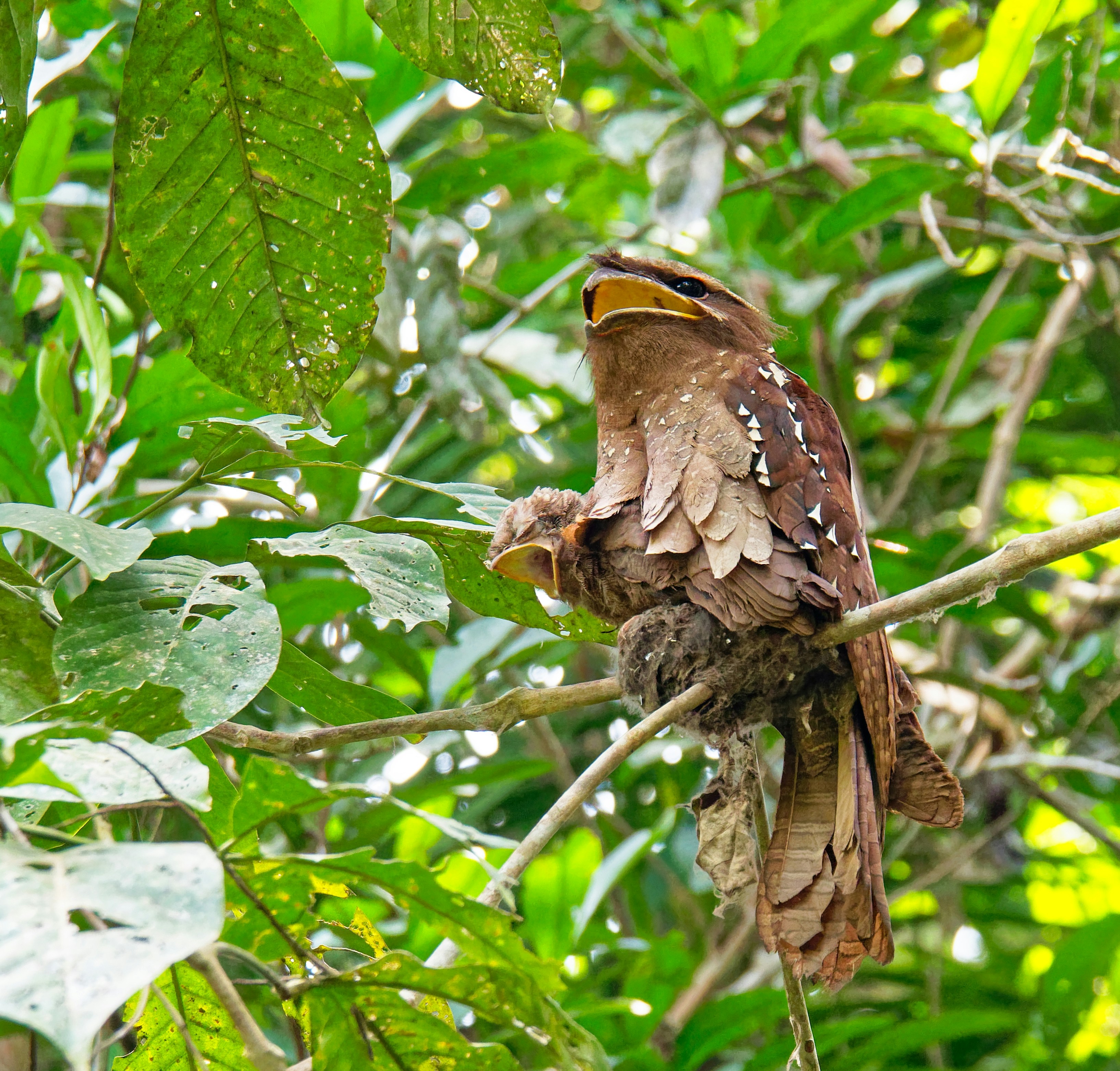 The frogmouths are a group of nocturnal birds related to the nightjars. This one fledged successfully.
