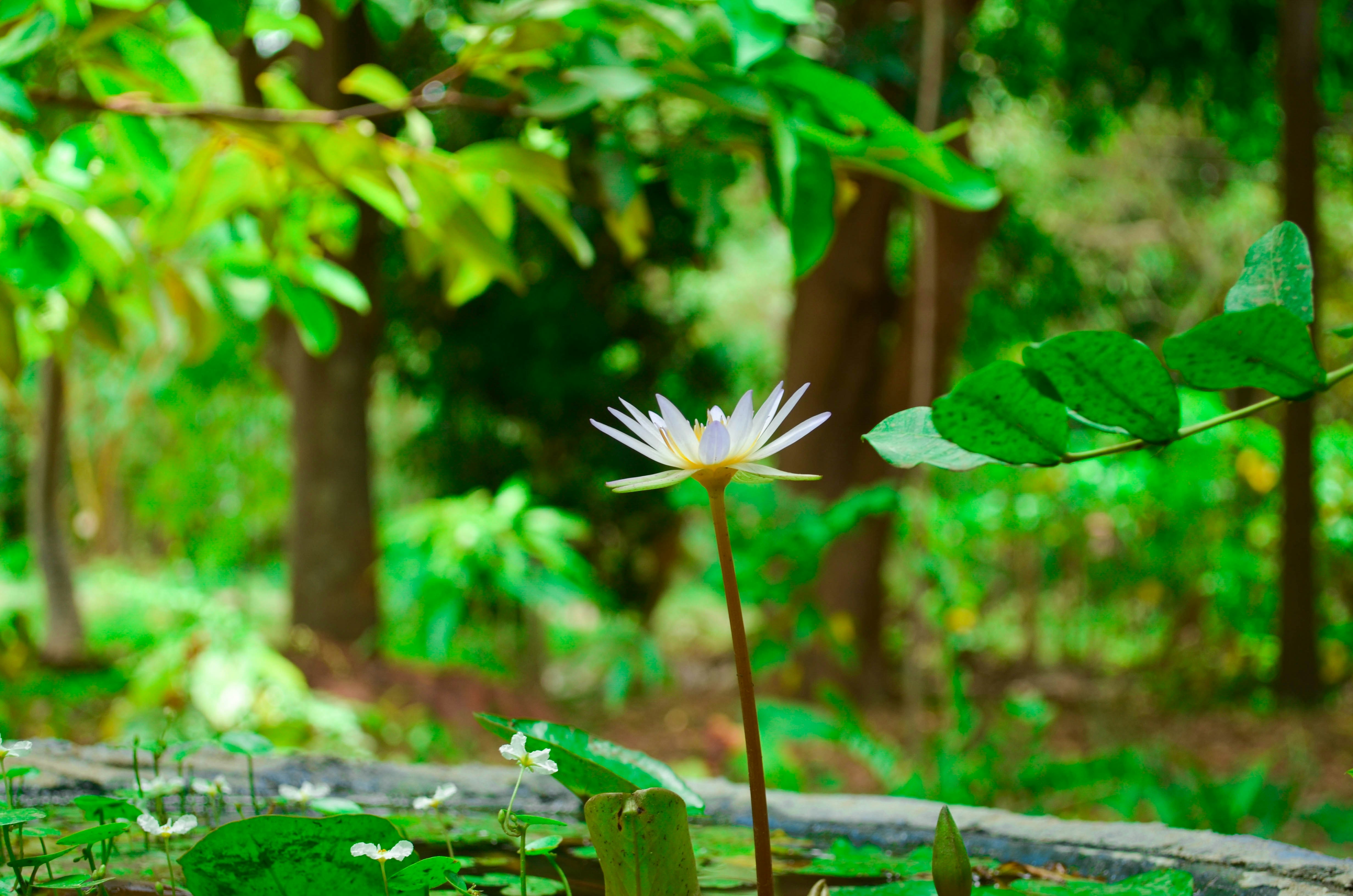 Delicate white water lily stands tall amidst lush greenery, showcasing nature's tranquility. The soft bokeh enhances the flower's prominence.