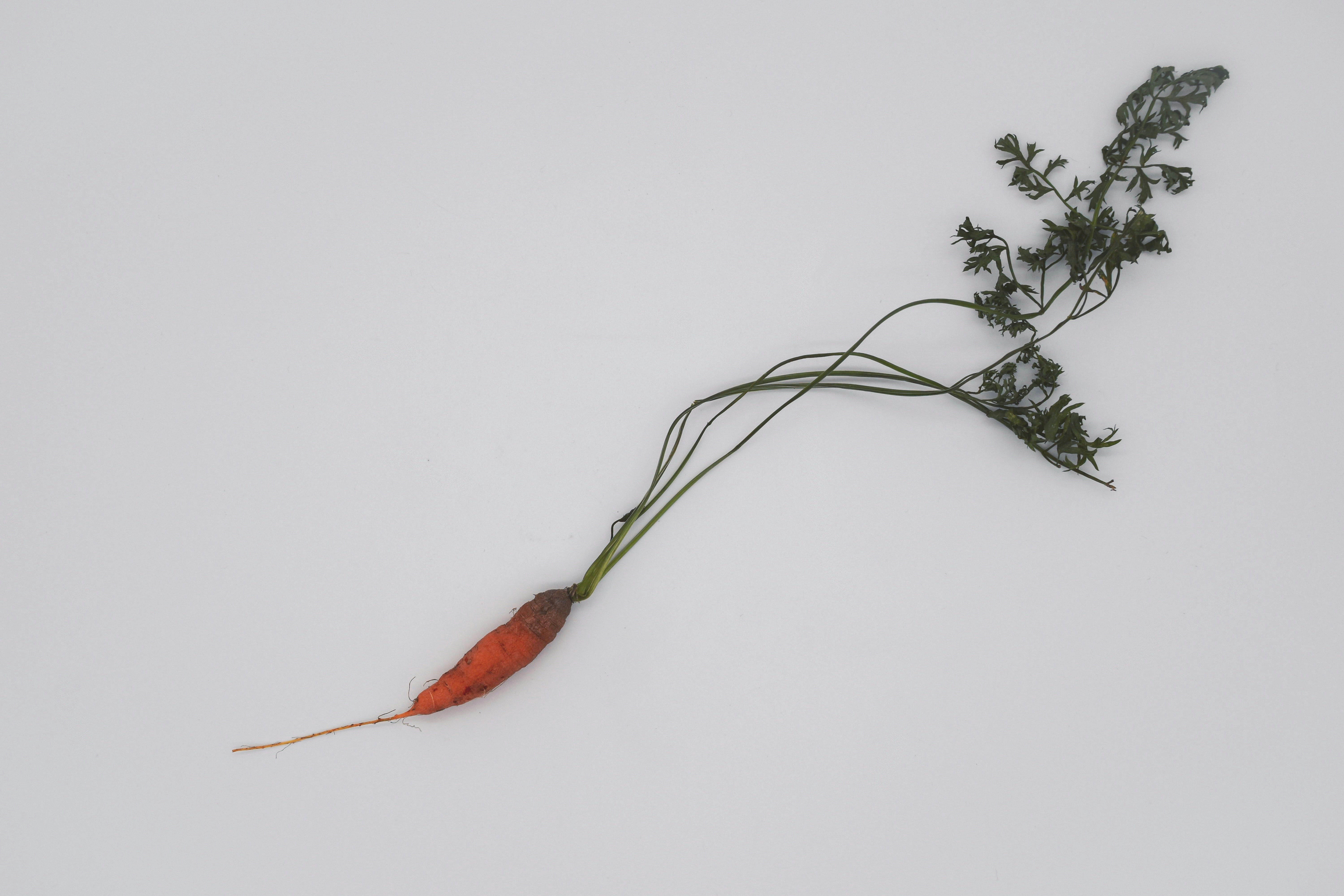 Wilted Carrot Blossom: A Delicate Stem on White Silence