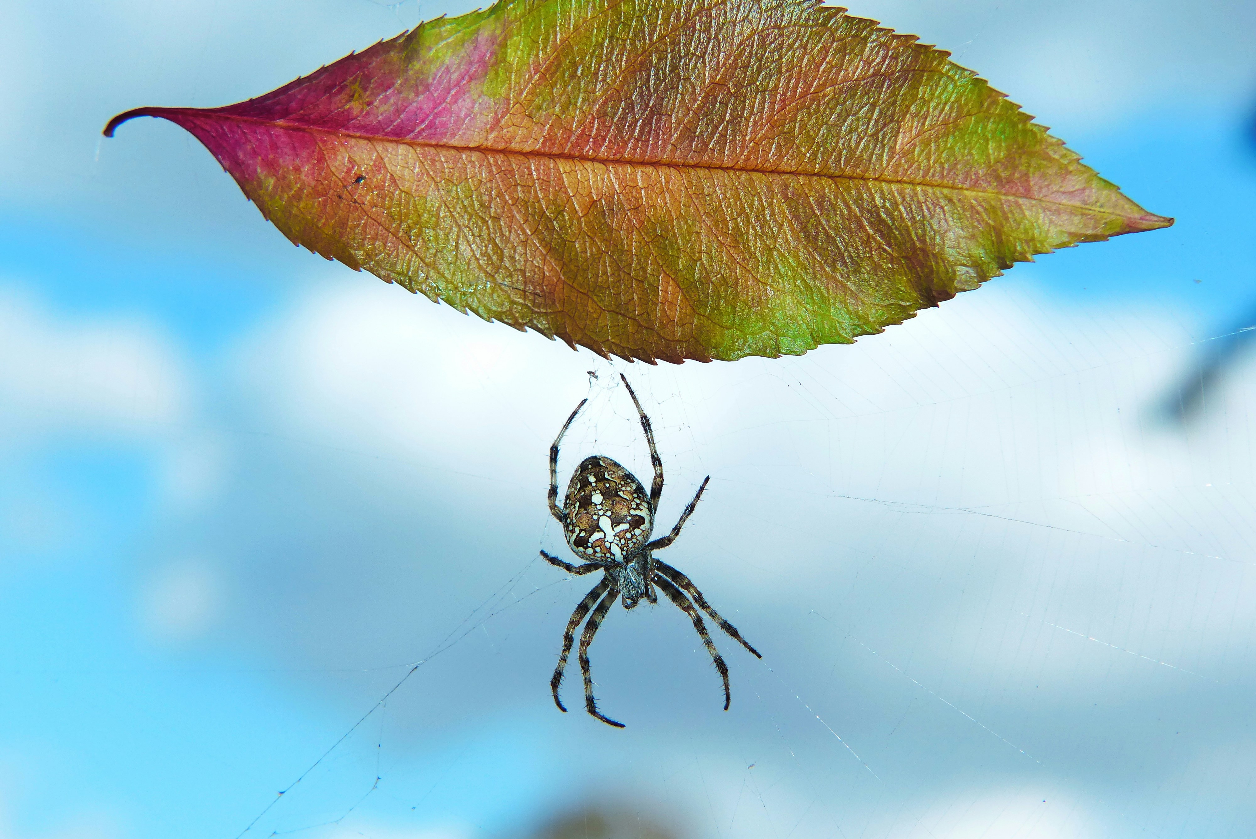 Autumn Leaf Overhang: Spider Suspended on Silk Above a Bright Sky
