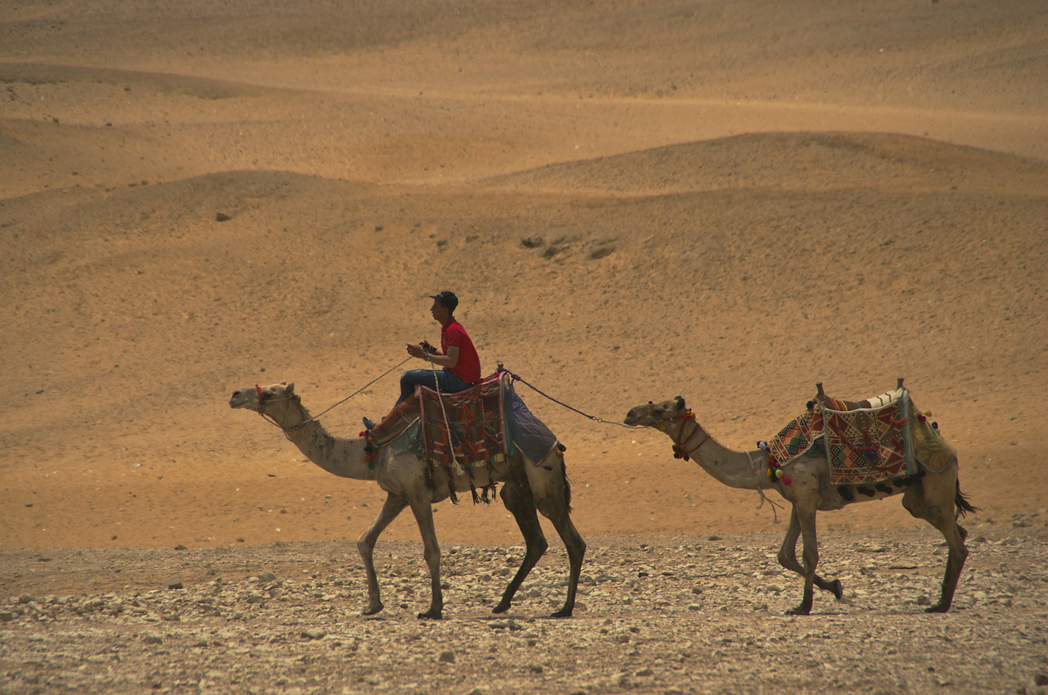 Two camels with riders traverse the sandy expanse of the Giza desert.