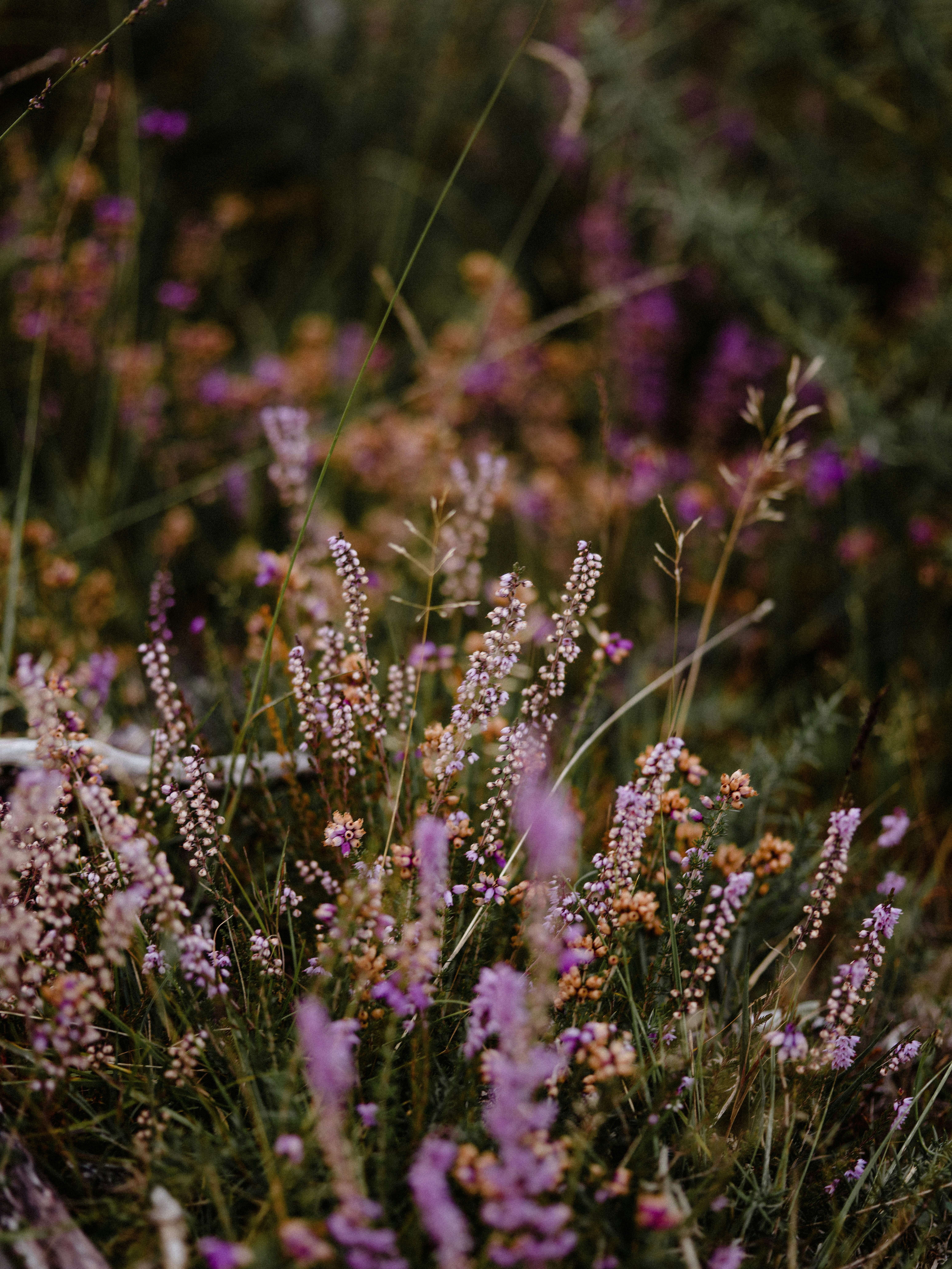 A vibrant tapestry of wildflowers in various shades of purple and orange, interspersed with green foliage. The scene captures the essence of nature's beauty in full bloom.