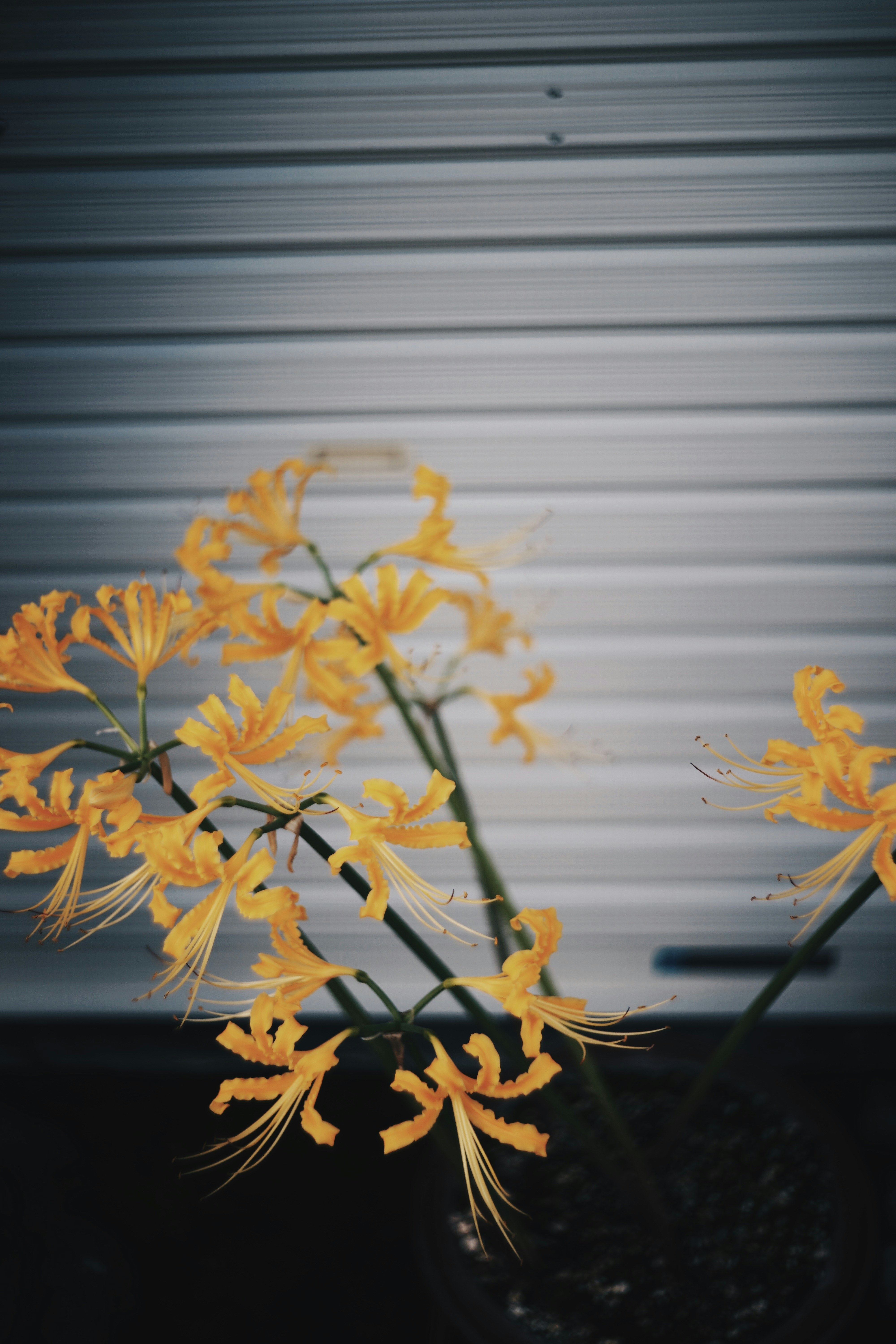 Yellow Blooms Against a Quiet Metallic Backdrop