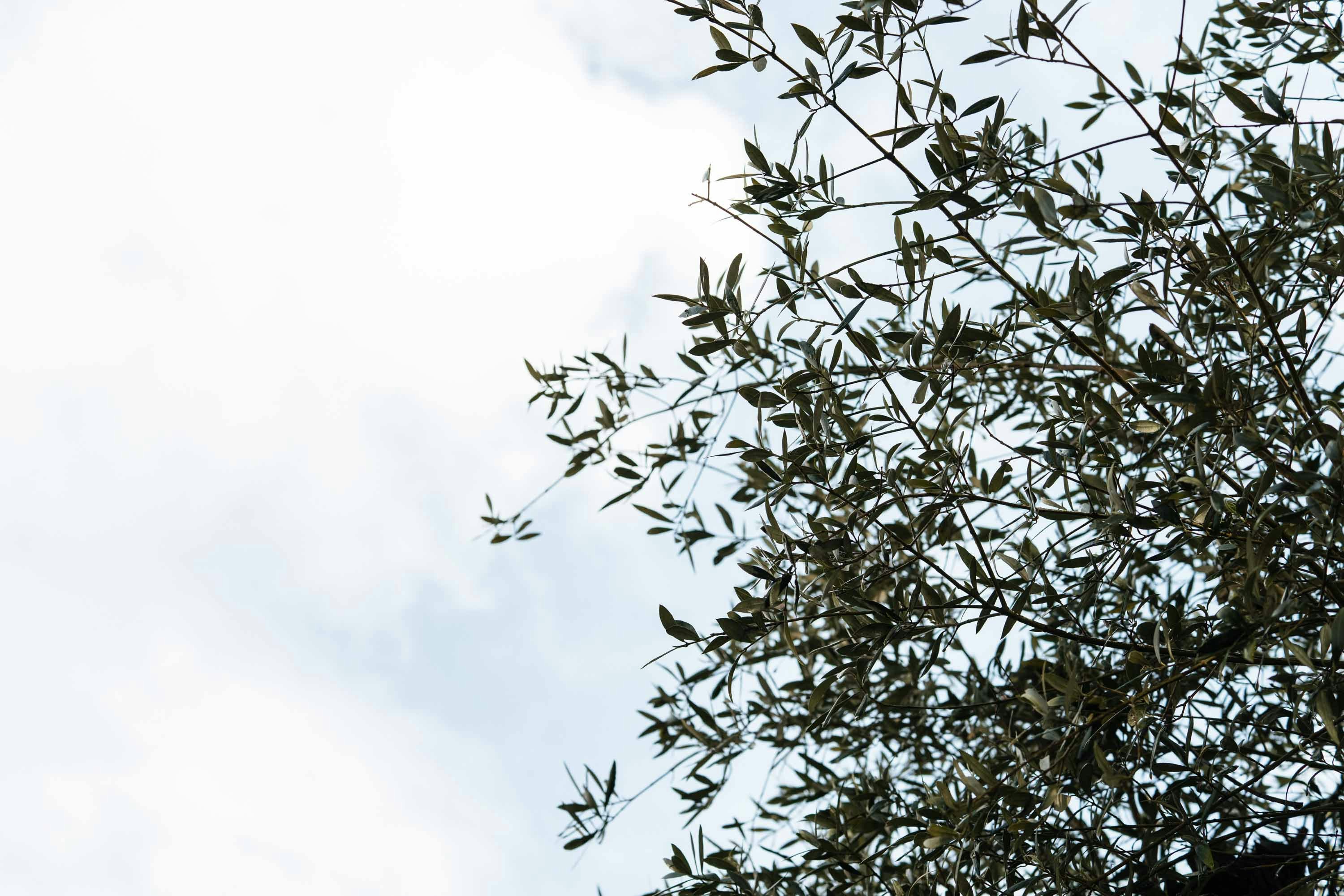 Fronds at the Fringe: Olive Branches Against a Pale Sky