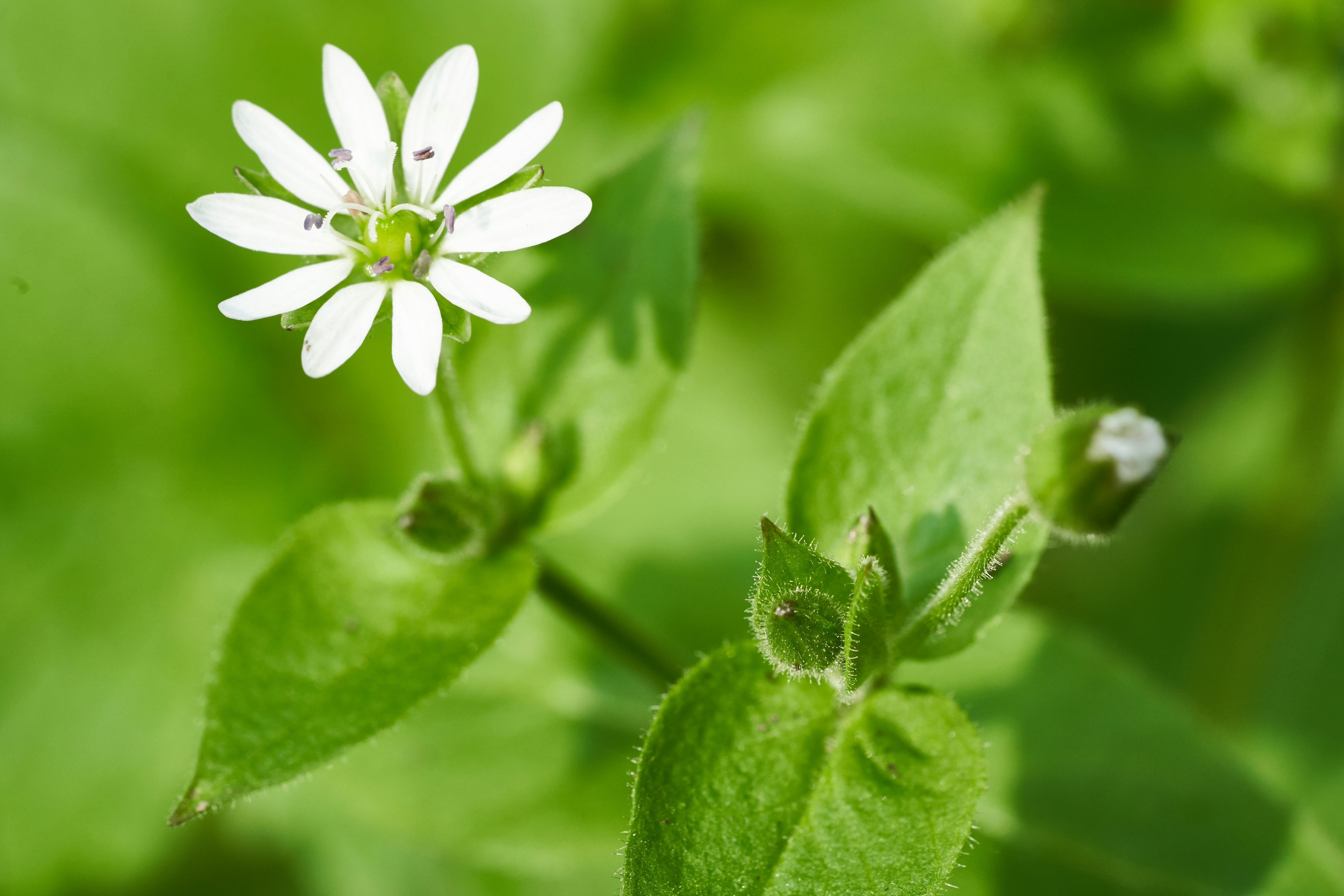 White Star Bloom in a Verdant Microcosm
