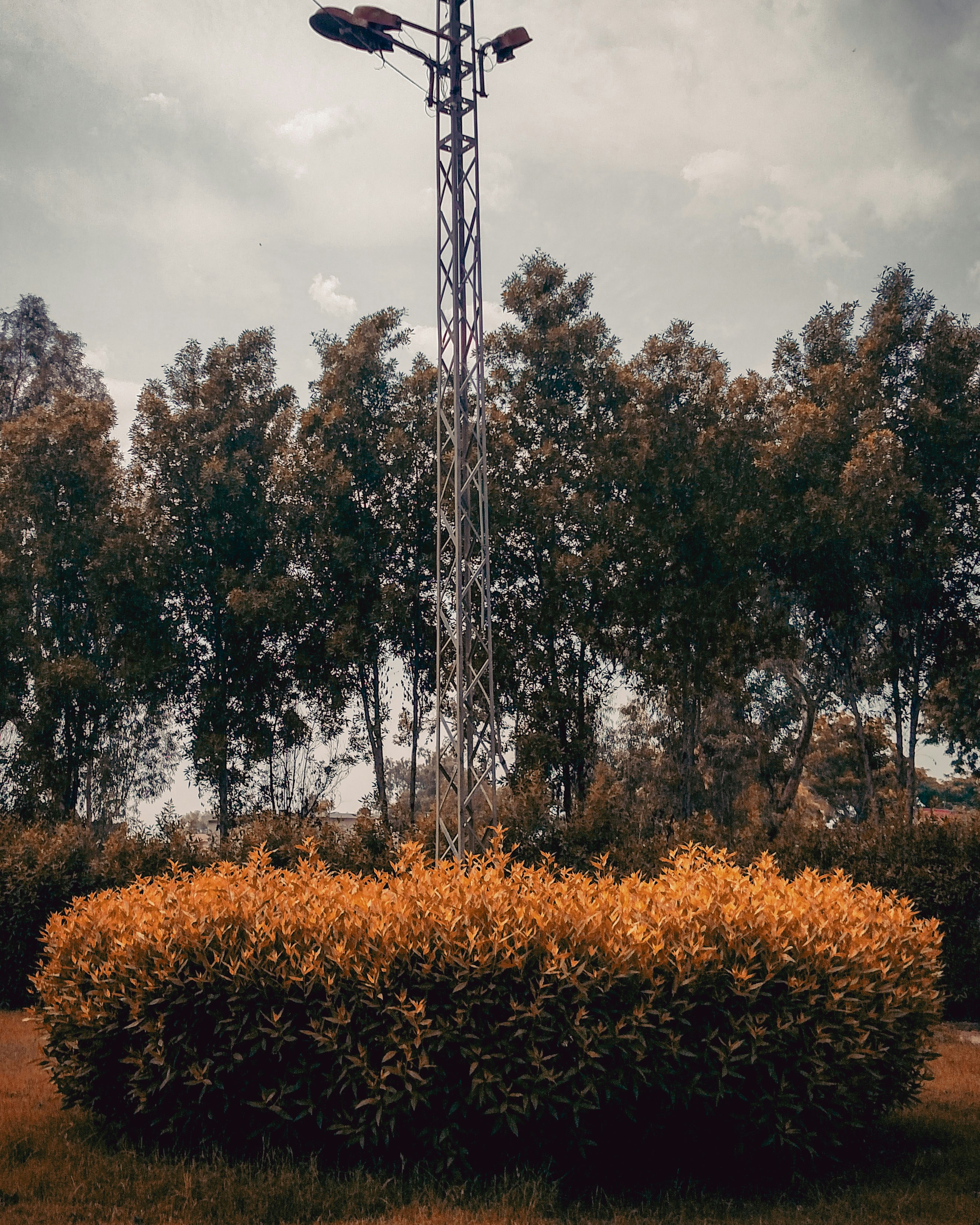 Towering Lattice in an Autumn Park Under Cloudy Light