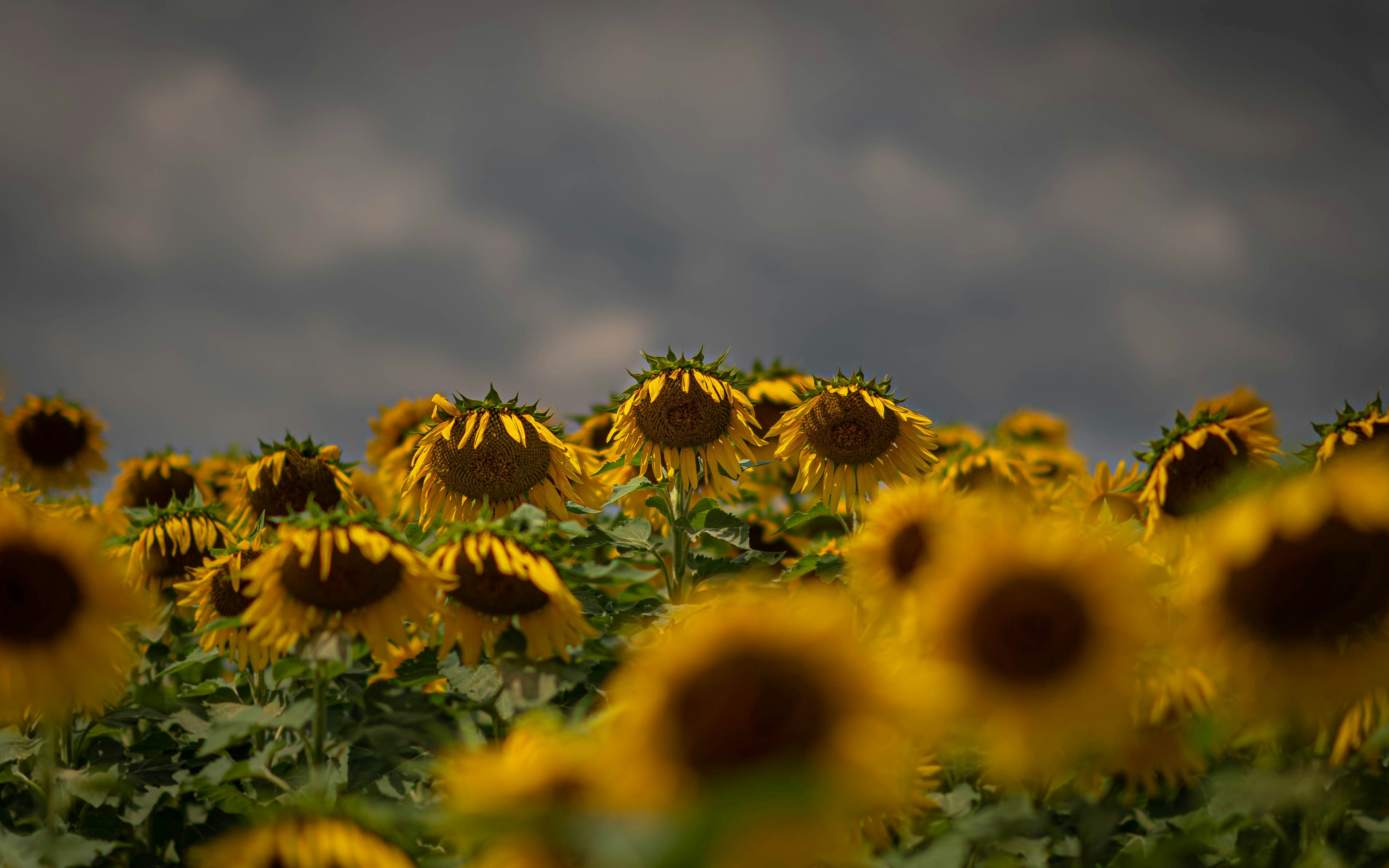 Nikon D5 sample photo - hcOp9KBnDO - ExploreCams