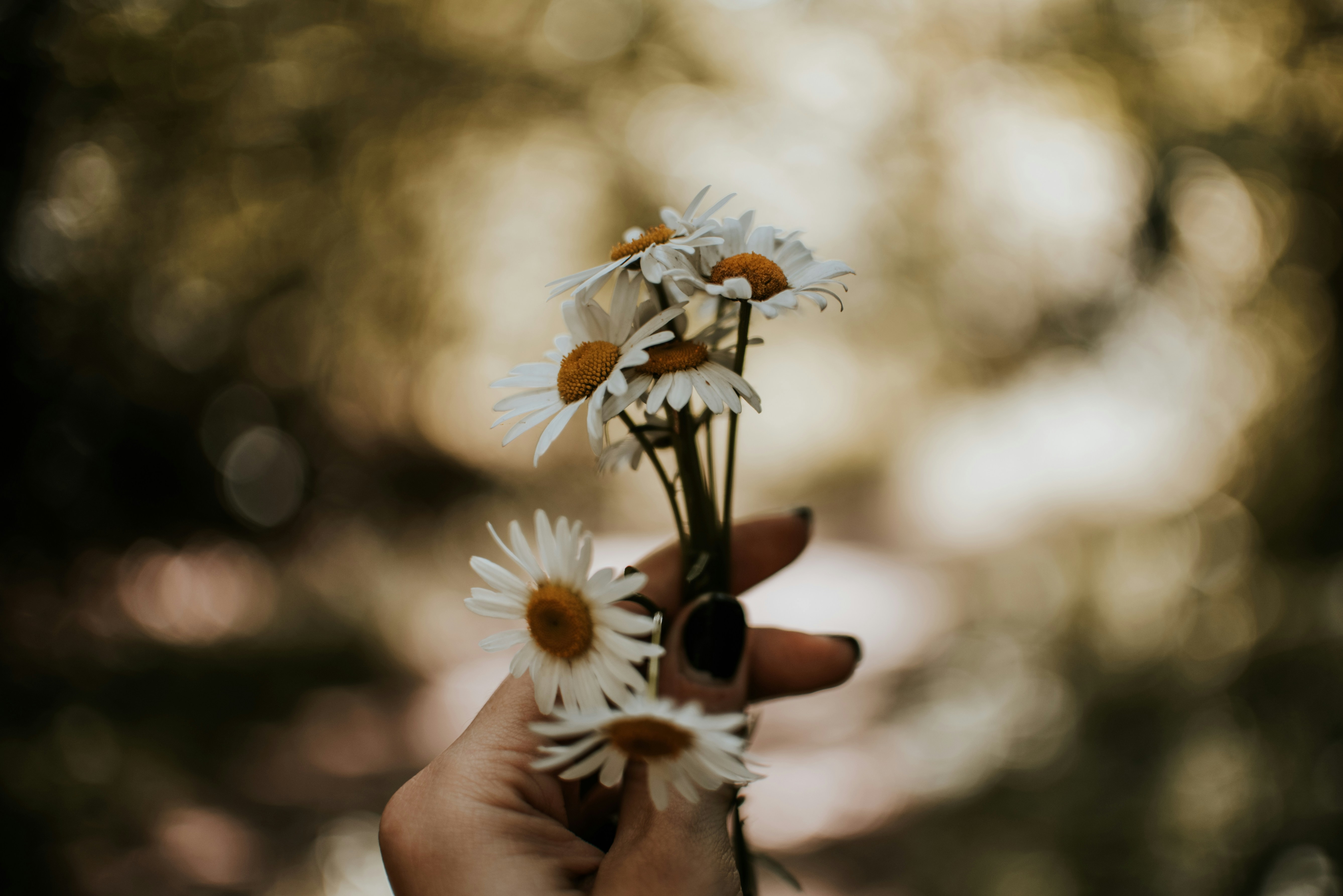 A delicate hand holds a bouquet of daisies against a softly blurred background, evoking a sense of tranquility and connection to nature.