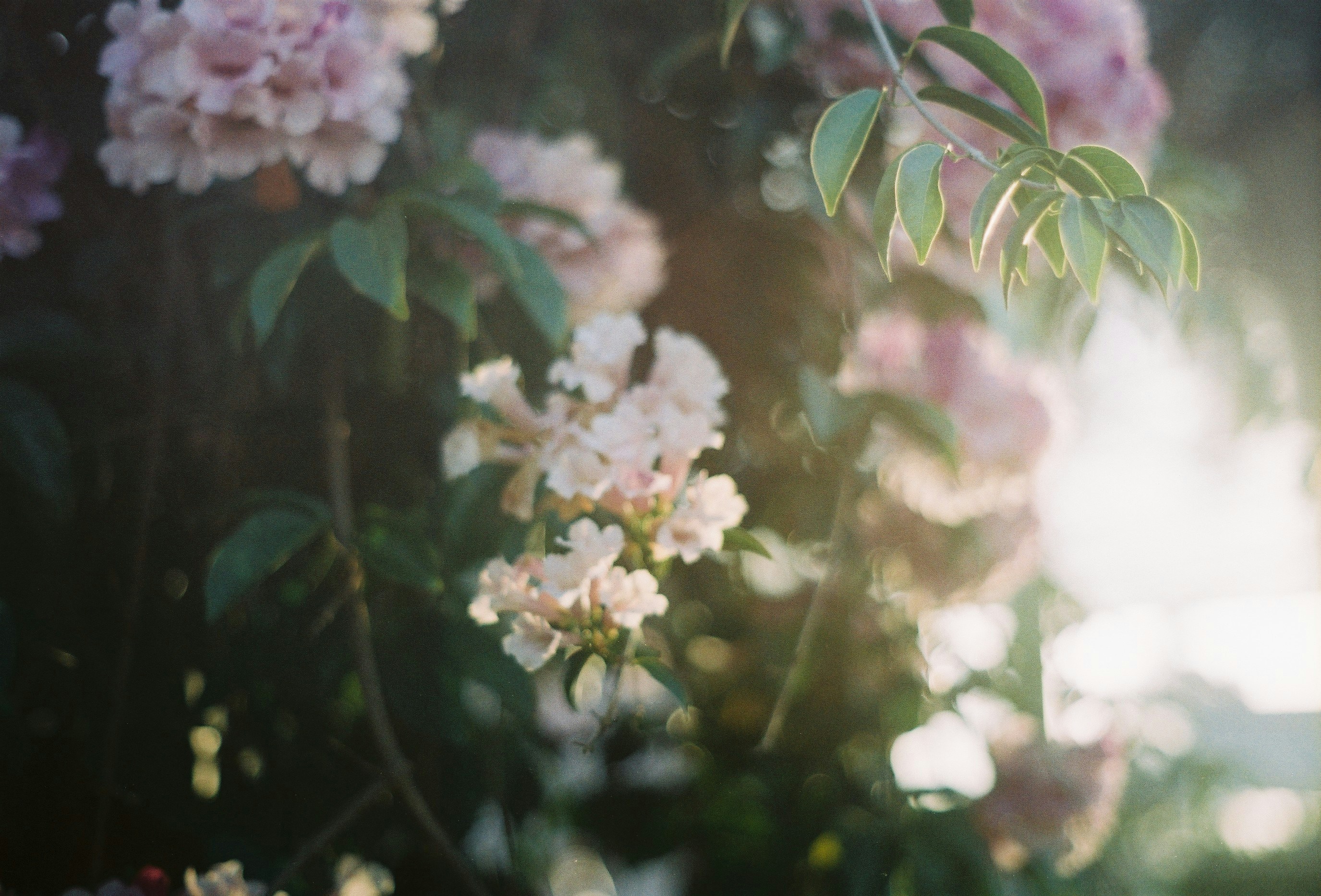 Pink and white flowers softly blurred with a tilt-shift effect in gentle sunlight.
