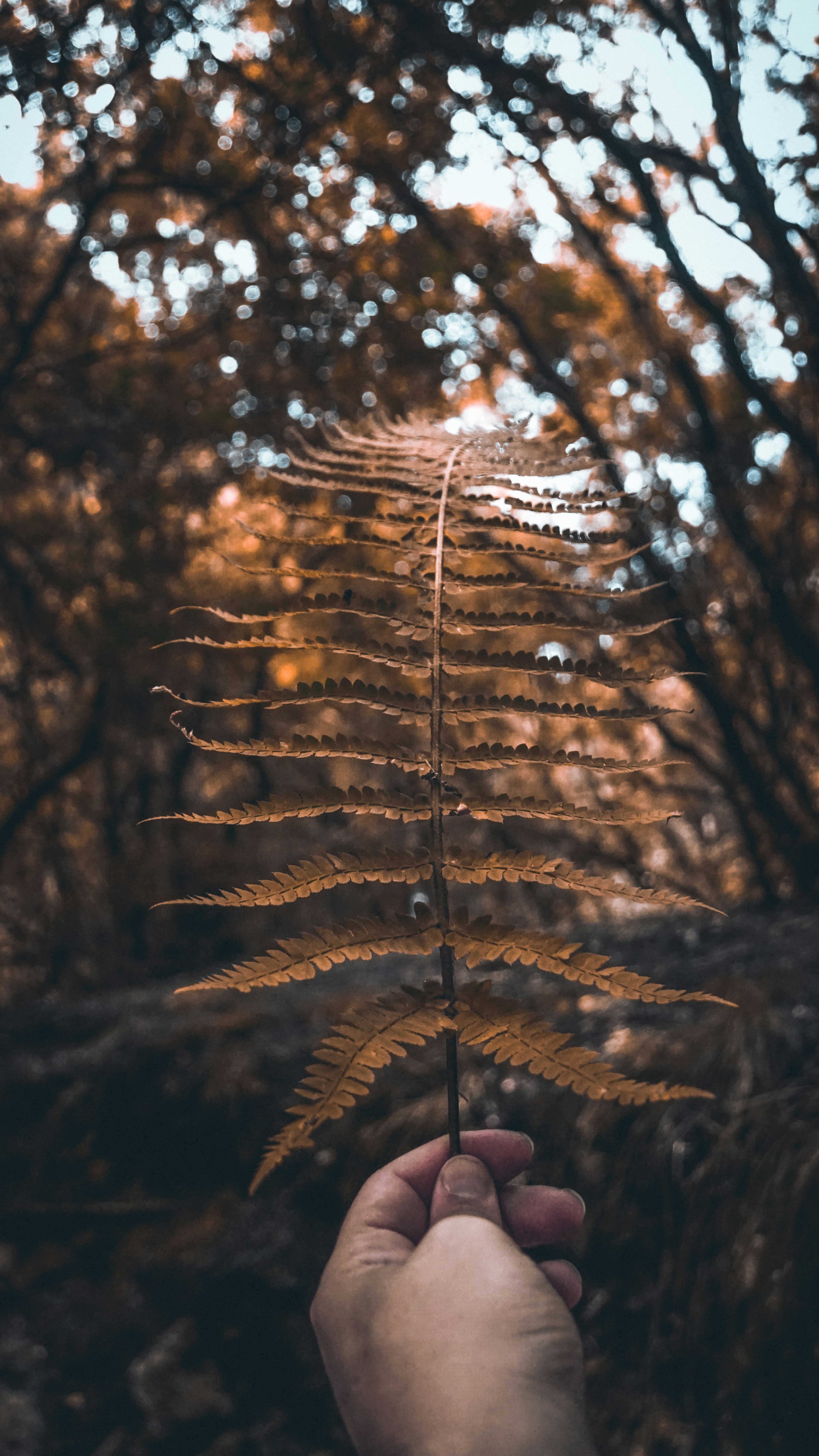 Person holding fern leaf photo – Free Human Image on Unsplash