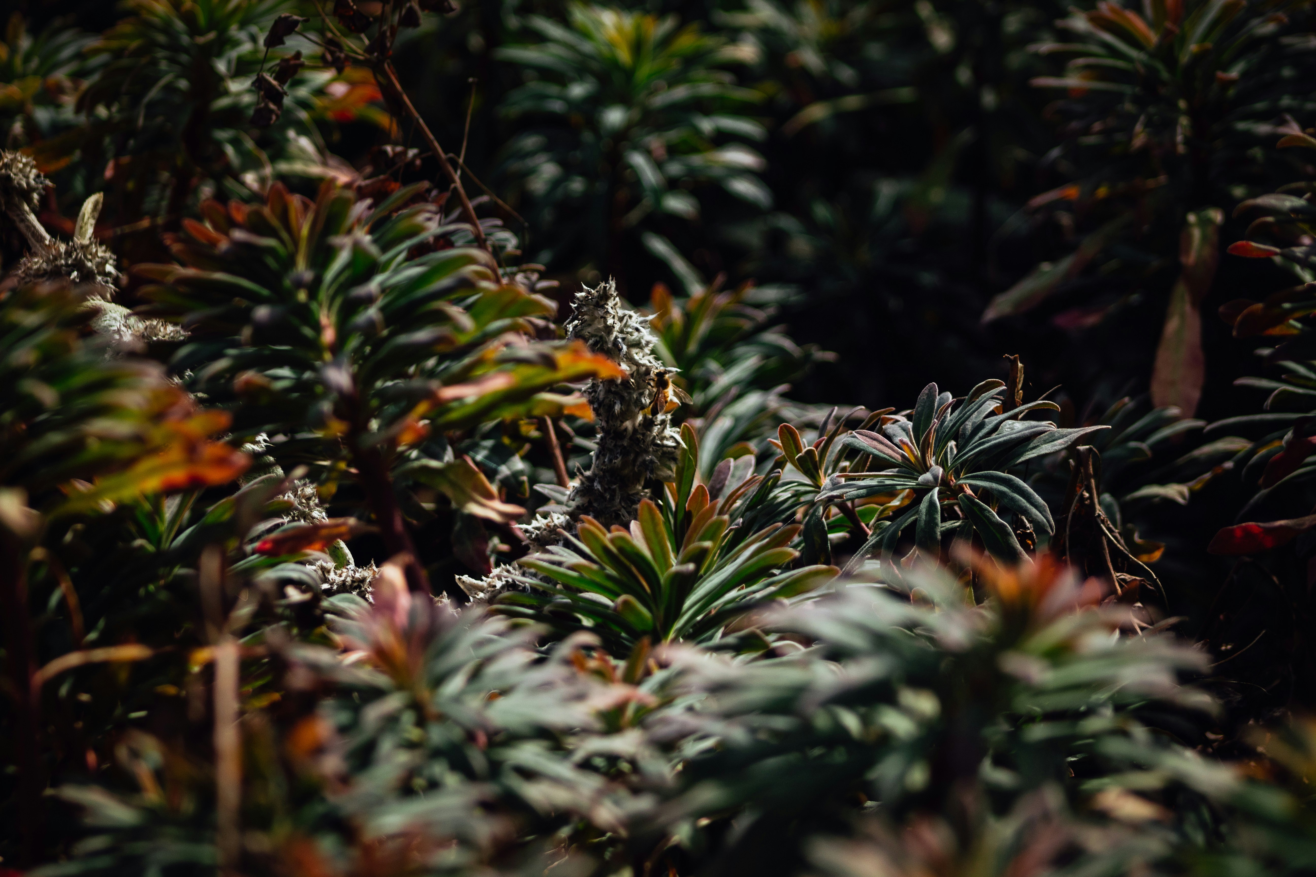 Moonlit Rosettes: Close-Up of Green Foliage in Shadowed Groundcover