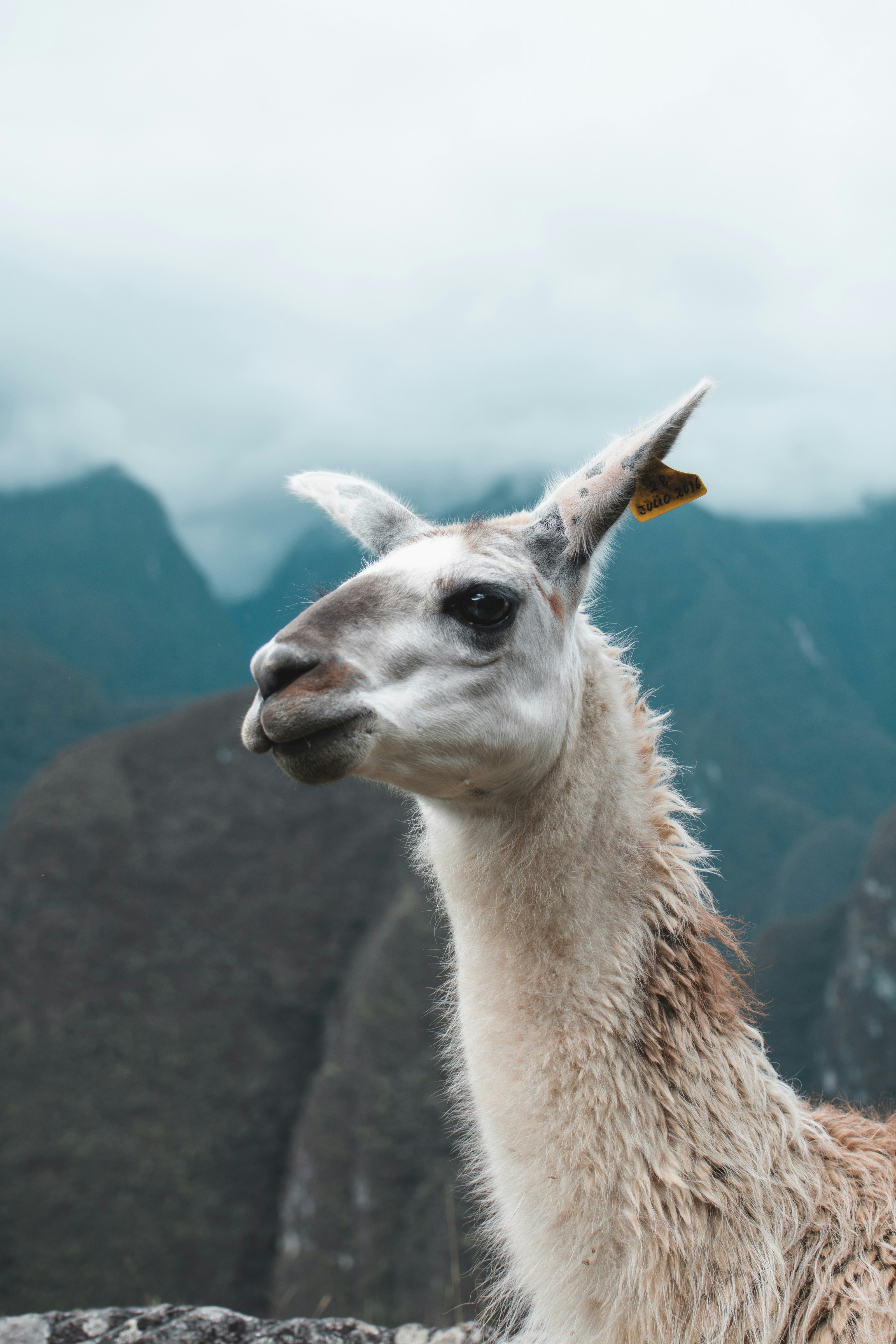Llama with distinctive ear tag stands against a backdrop of misty mountains, embodying the spirit of the Andes.