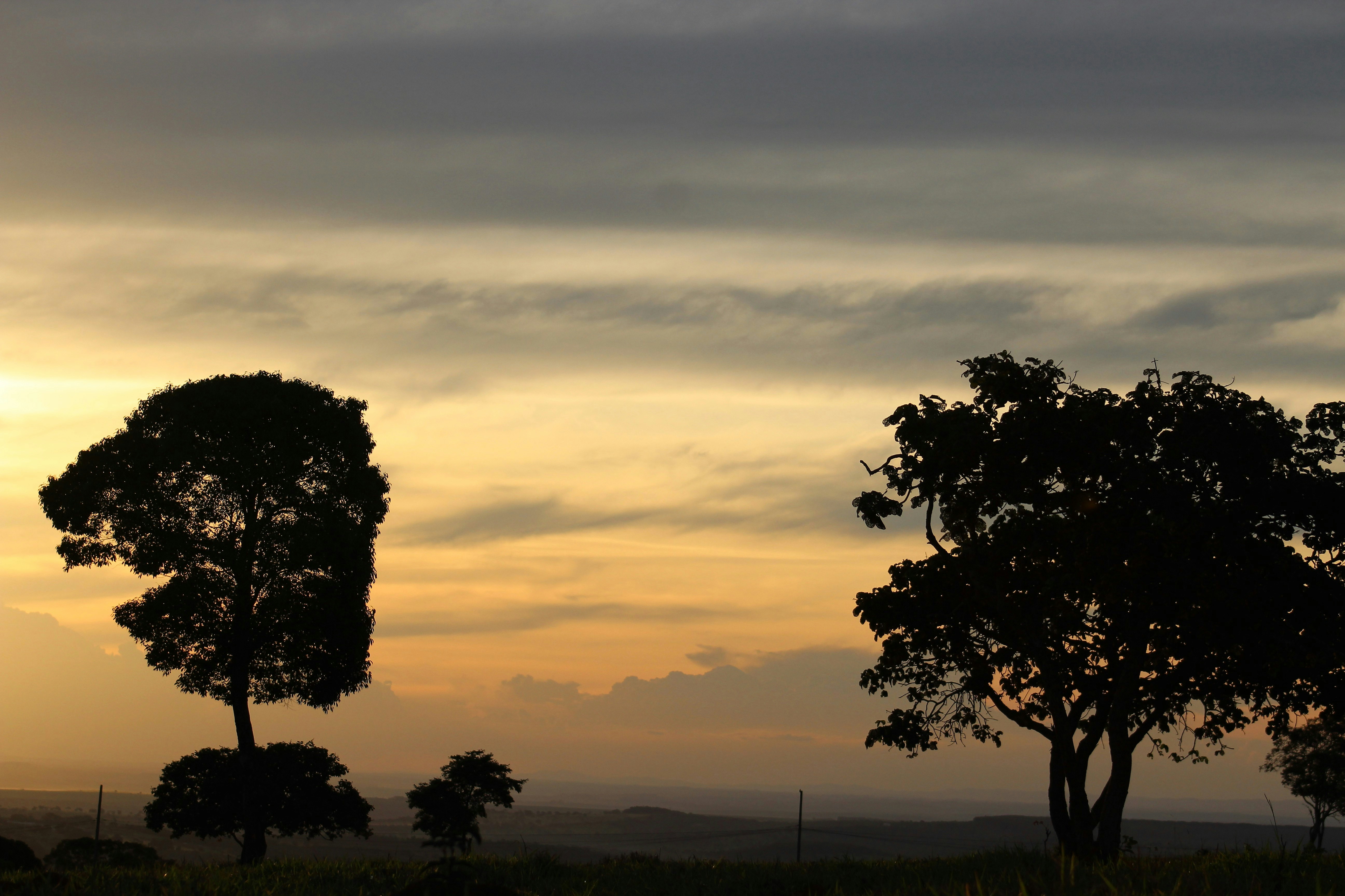 Silhouetted trees stand against a golden sunset sky with layered clouds.