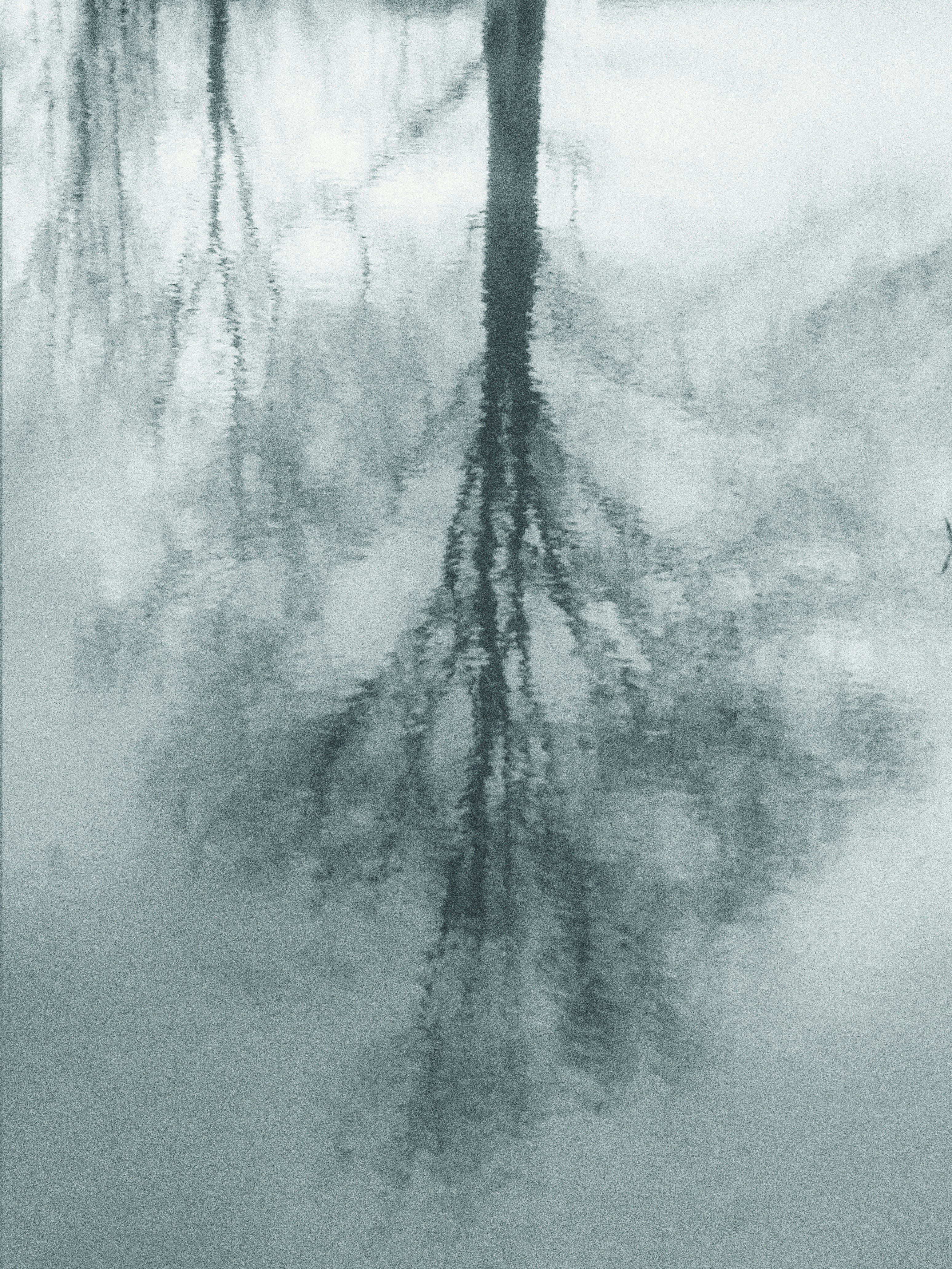 Mirror of Trees: An Abstract Reflection in Monochrome