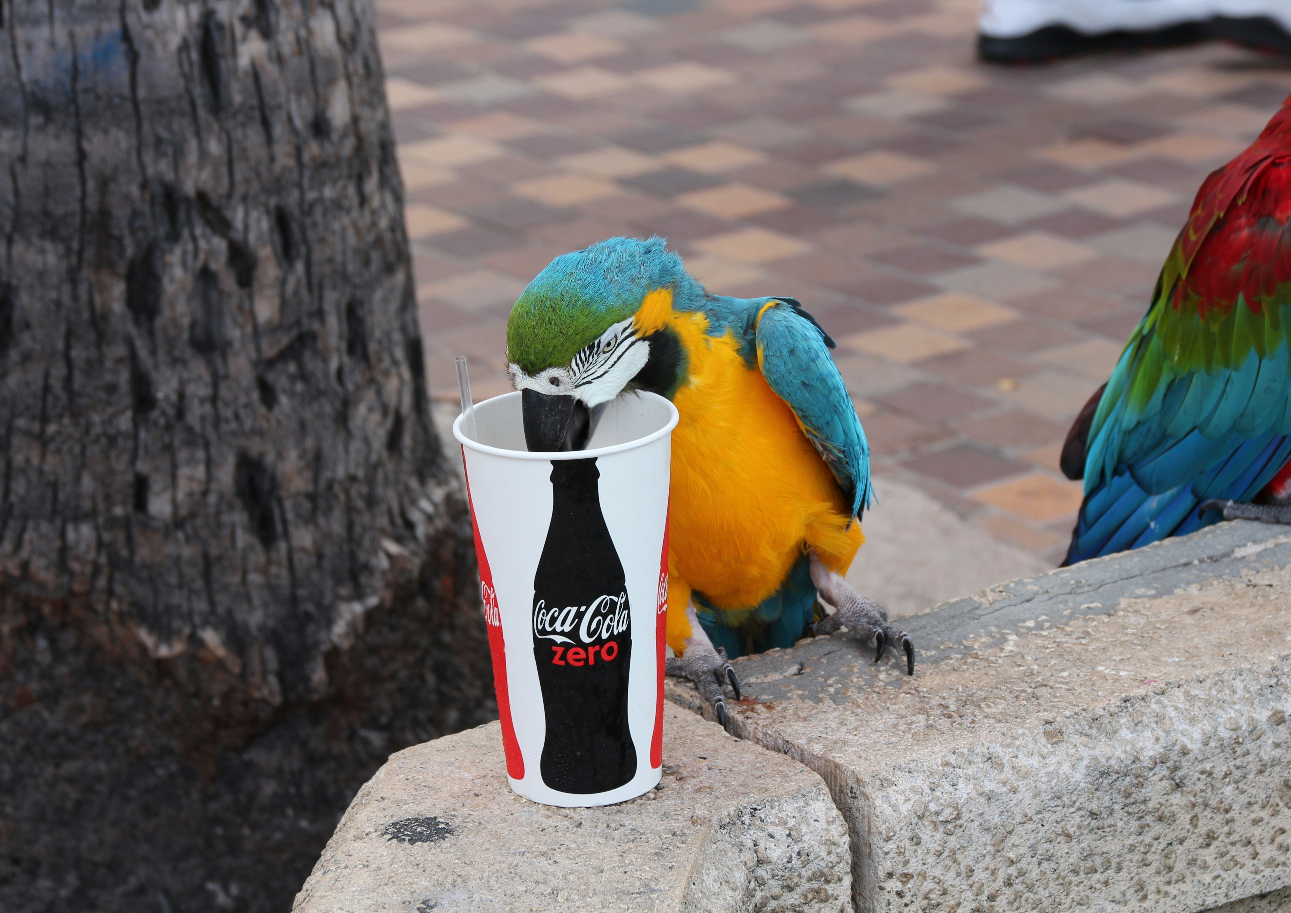 Chromatic Macaws Investigate a Coca-Cola Cup on a Street Ledge