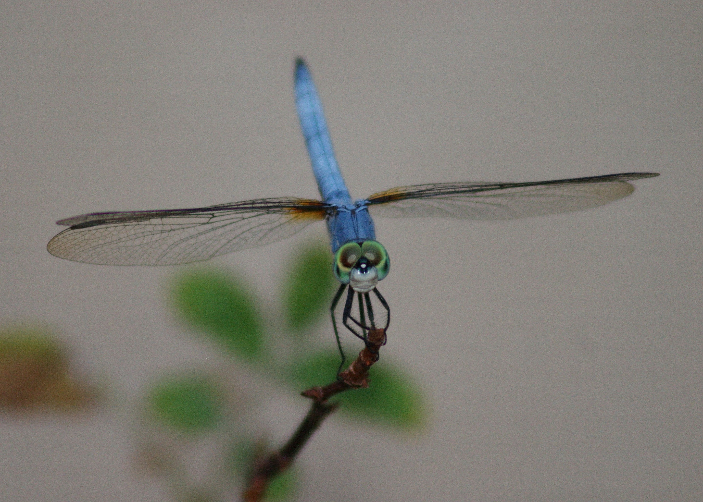 Azure Dragonfly on a Twig: Metallic Blue in Close-Up Hover