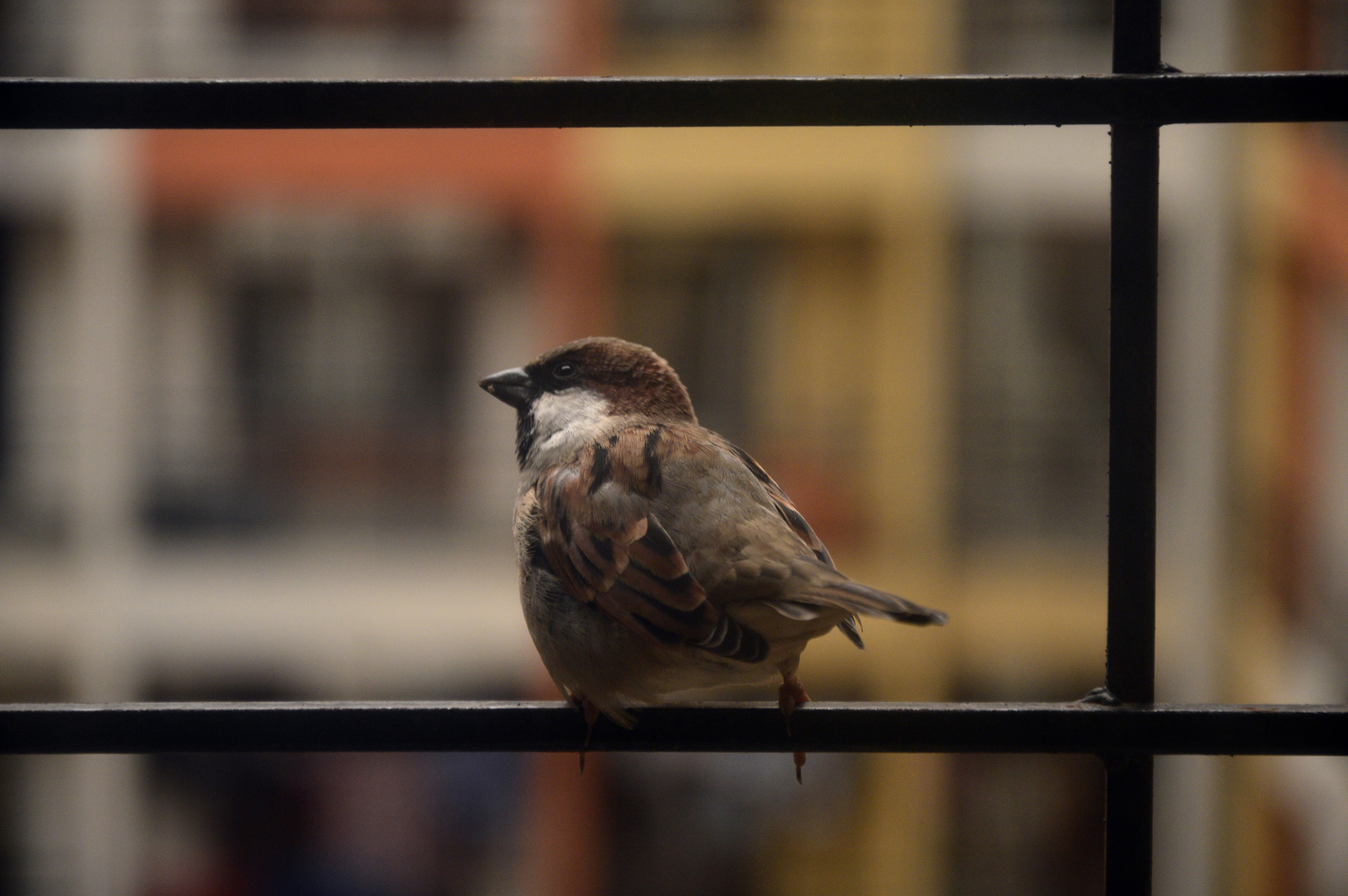A sparrow perched on a window sill, framed by black bars, with a blurred background of colorful urban buildings.