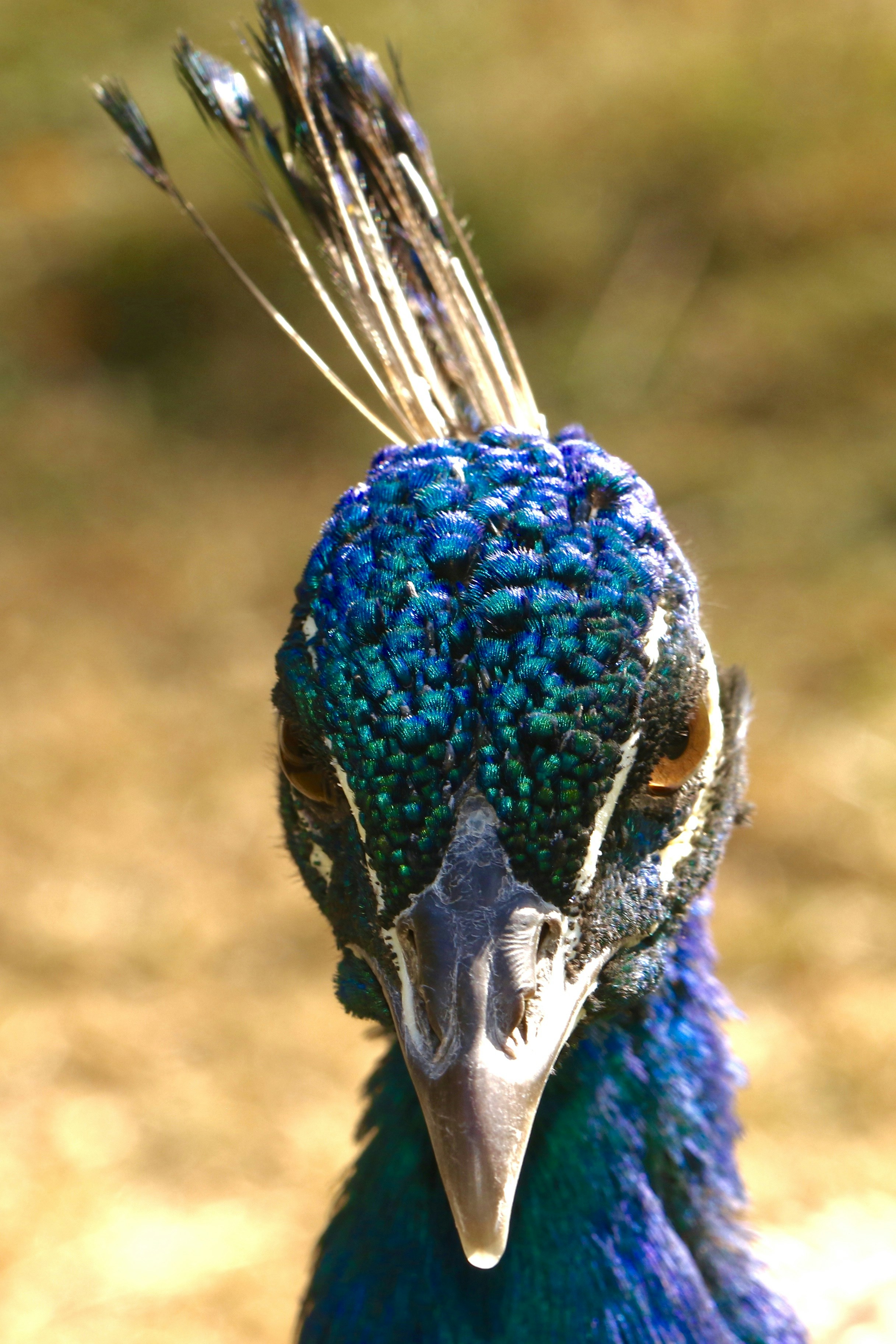 Close- Range Peacock Gaze: Iridescent Crest Under Soft Backlight