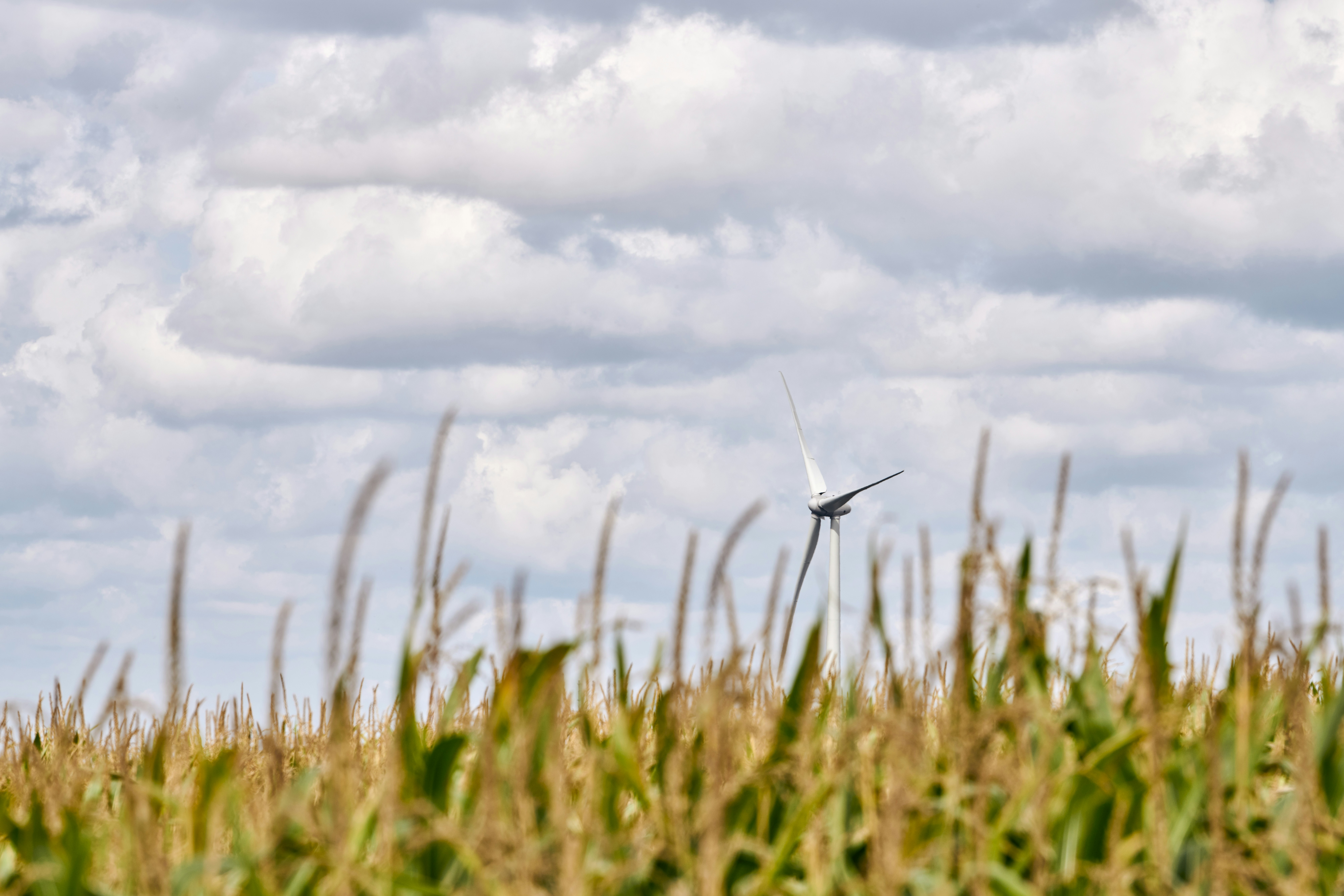 Quiet Field: A solitary wind turbine rising above amber corn under a cloudy sky