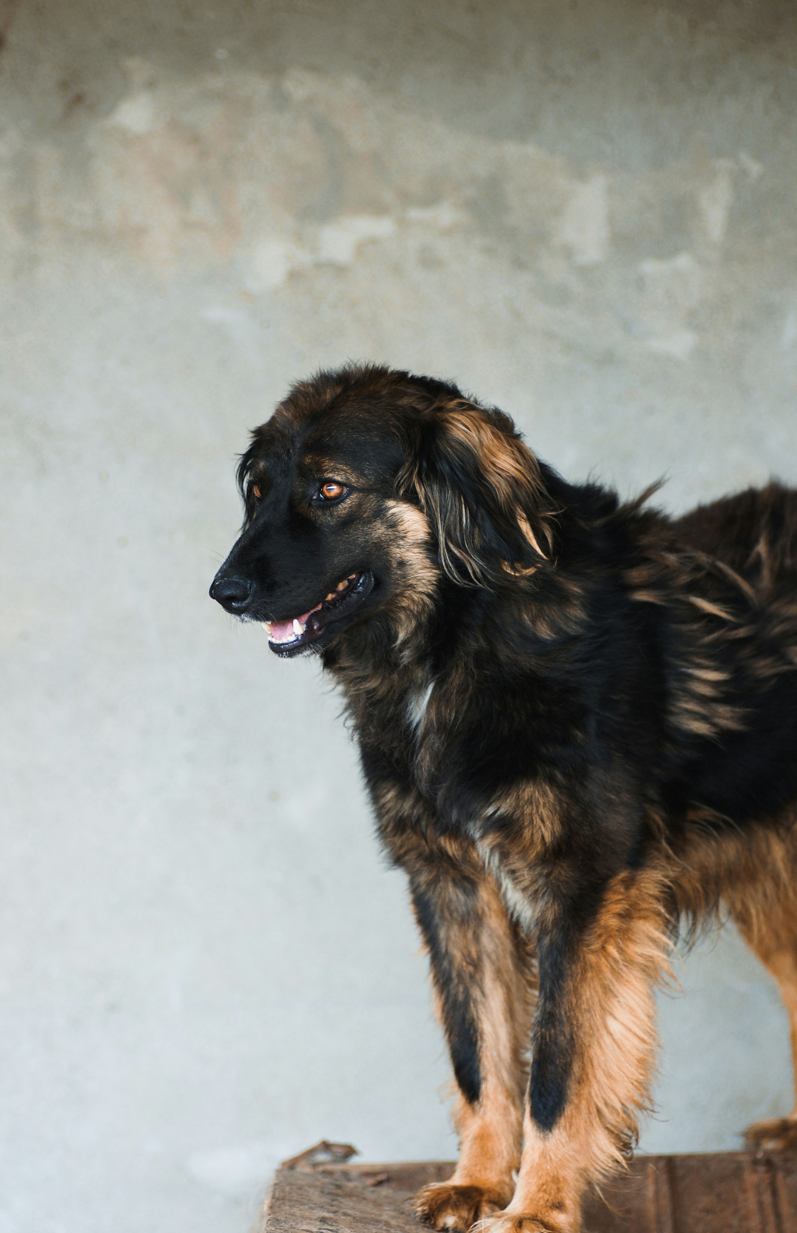 Black And Brown Fluffy Dog