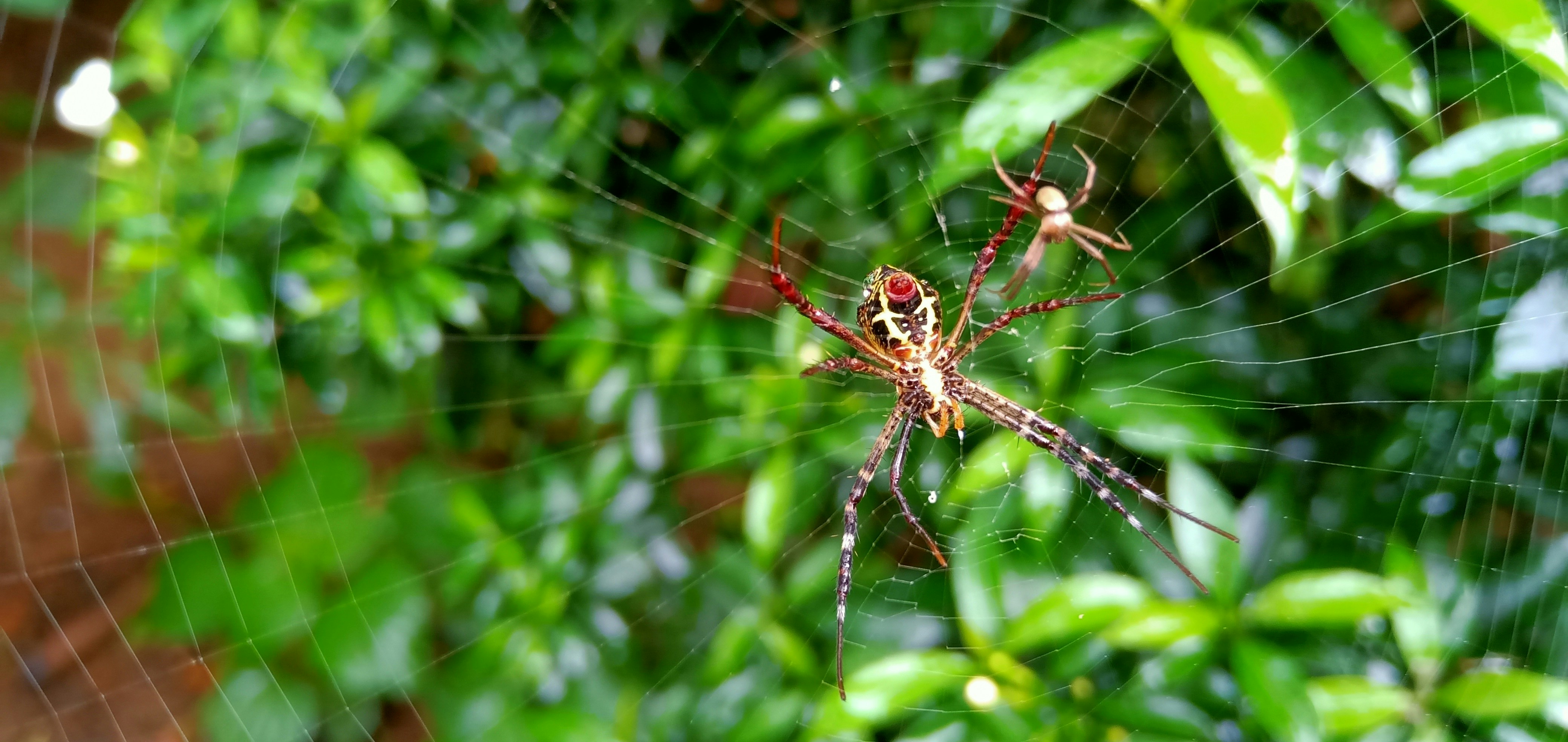 Amber Spider on Silk Weave Among Verdant Foliage