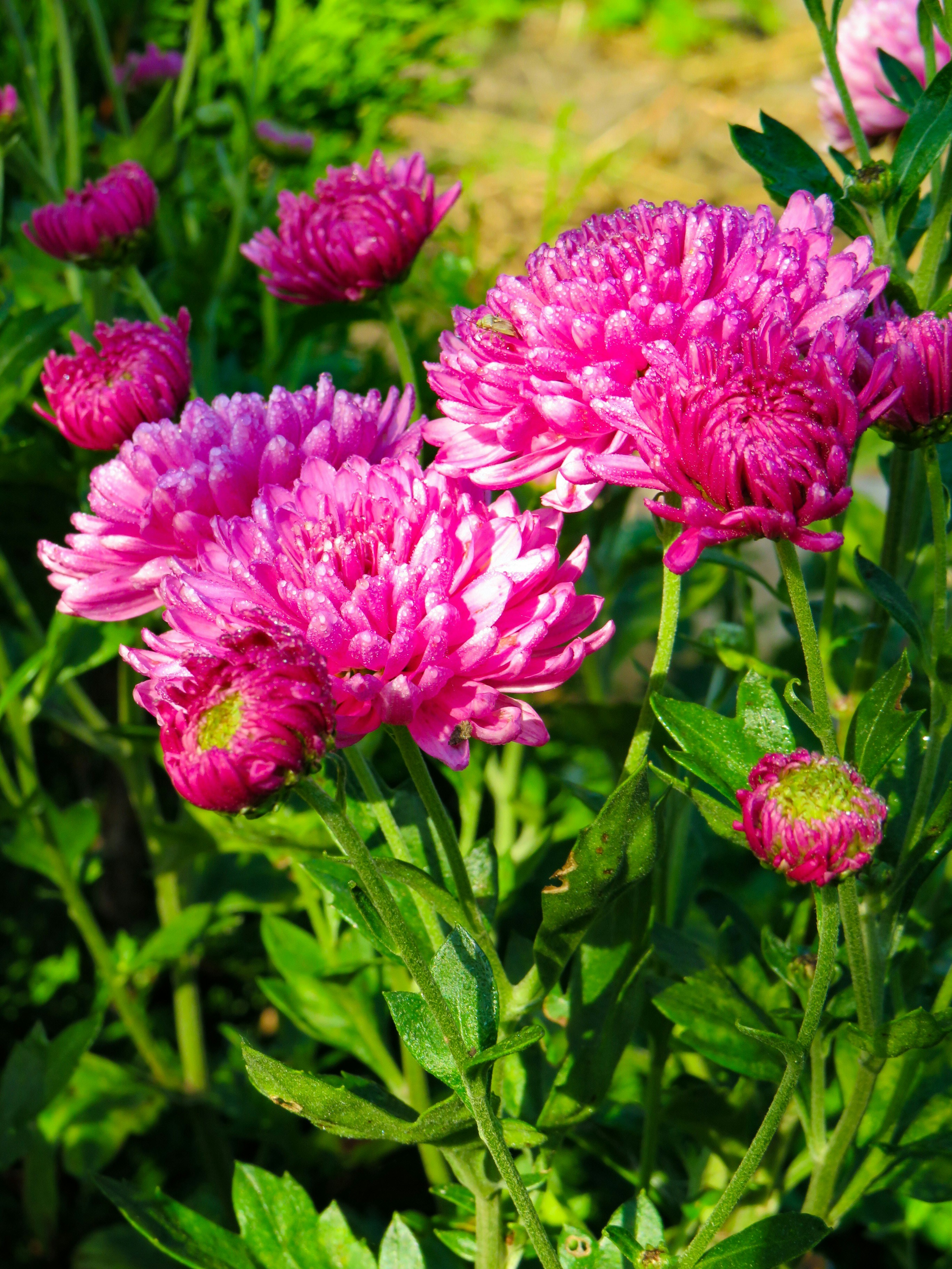 Bright pink flowers named as chrysanthemums are on the macro photo