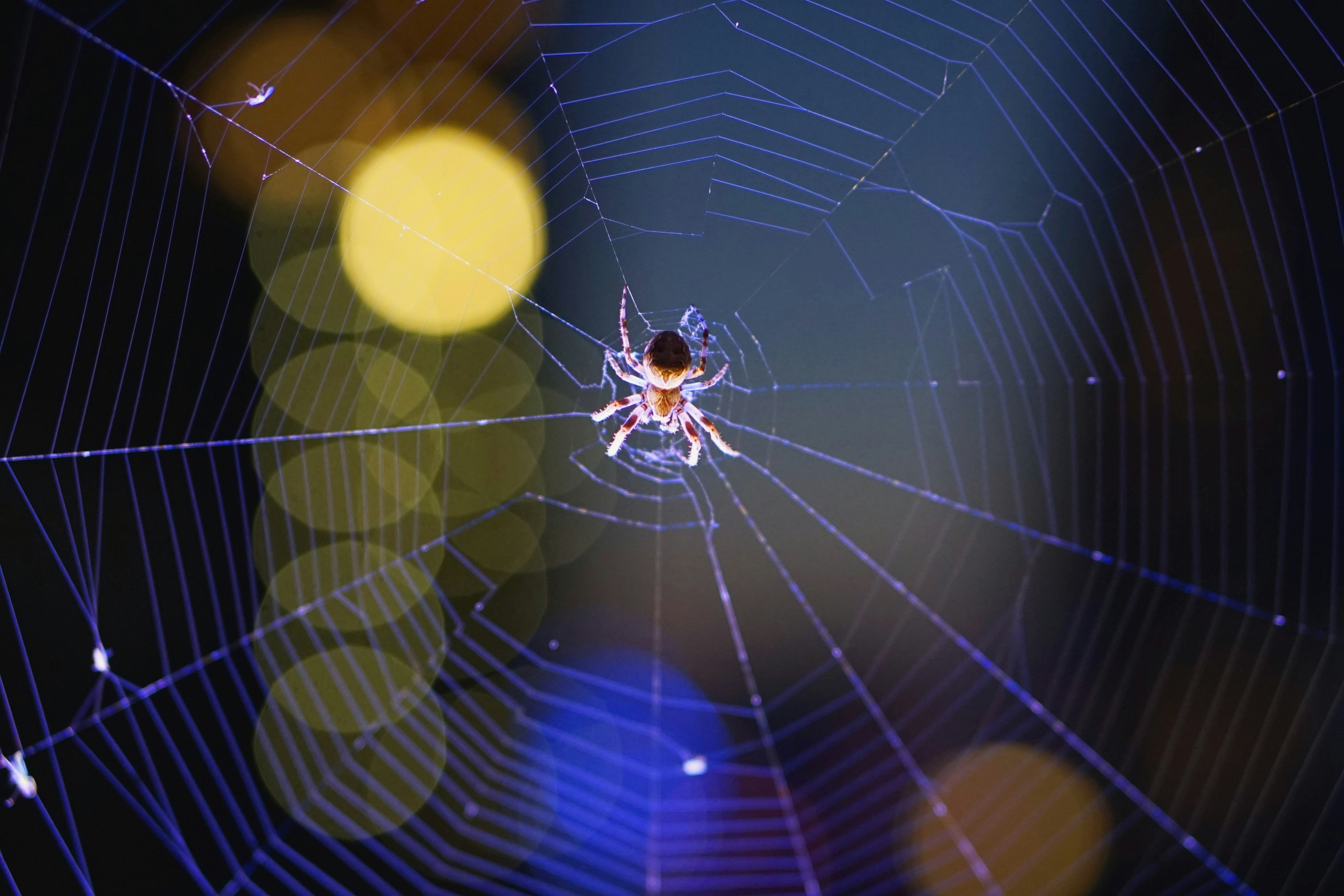 Spider at the Core of a Silk Lattice Beneath Neon Bokeh