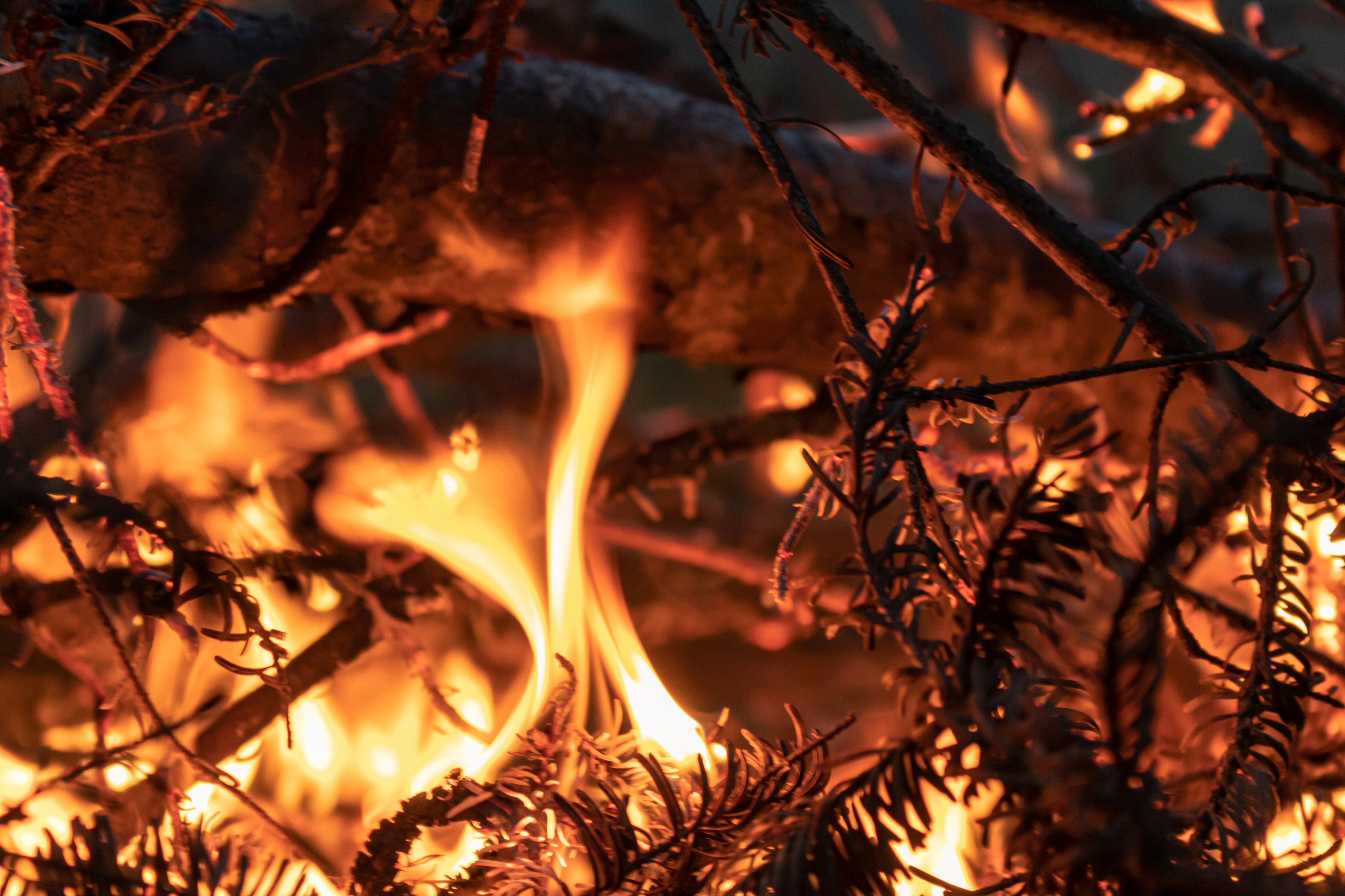 Branches on fire photo – Free Fire Image on Unsplash